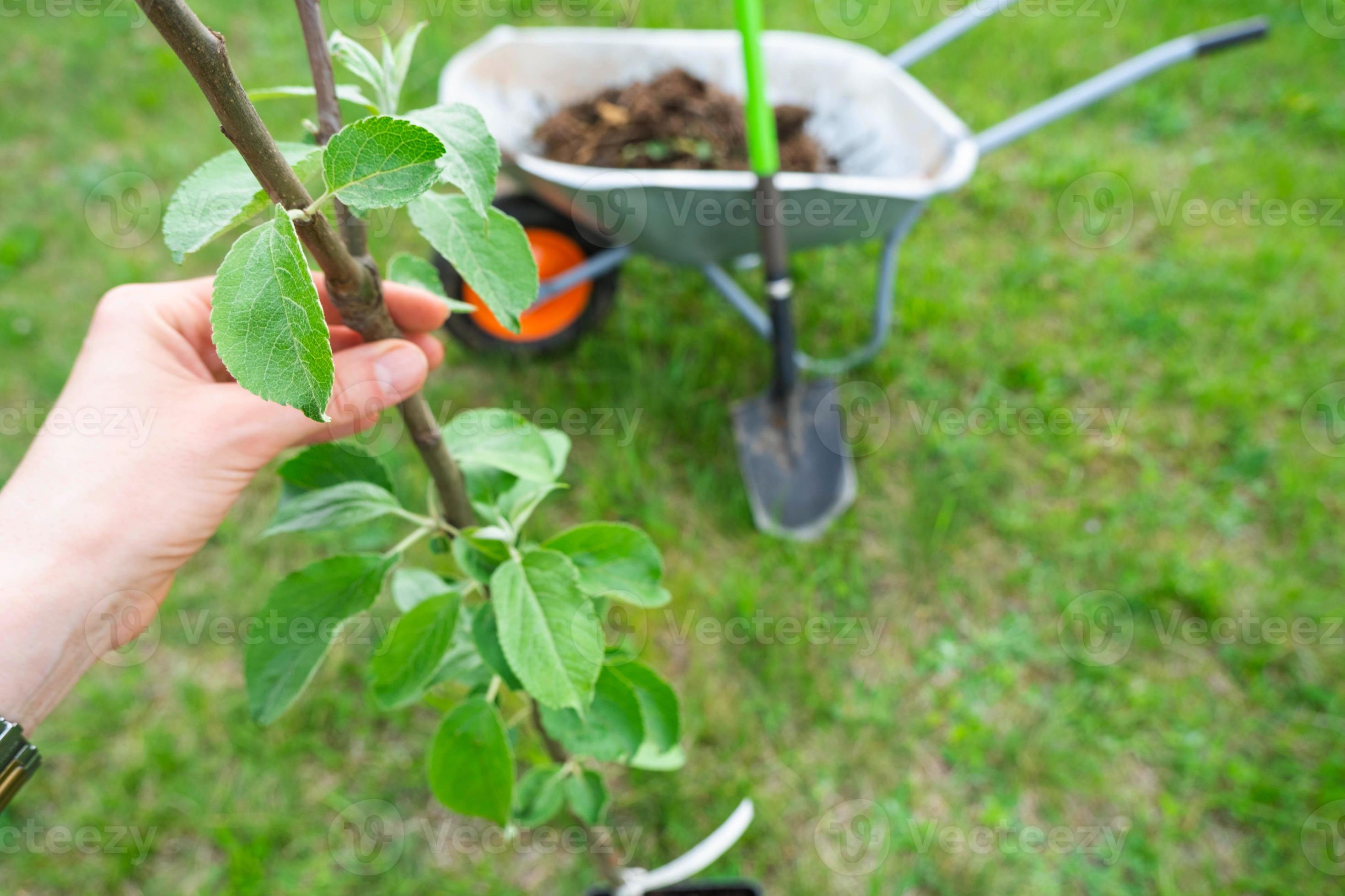 An apple tree seedling in the garden is prepared for planting in the ...