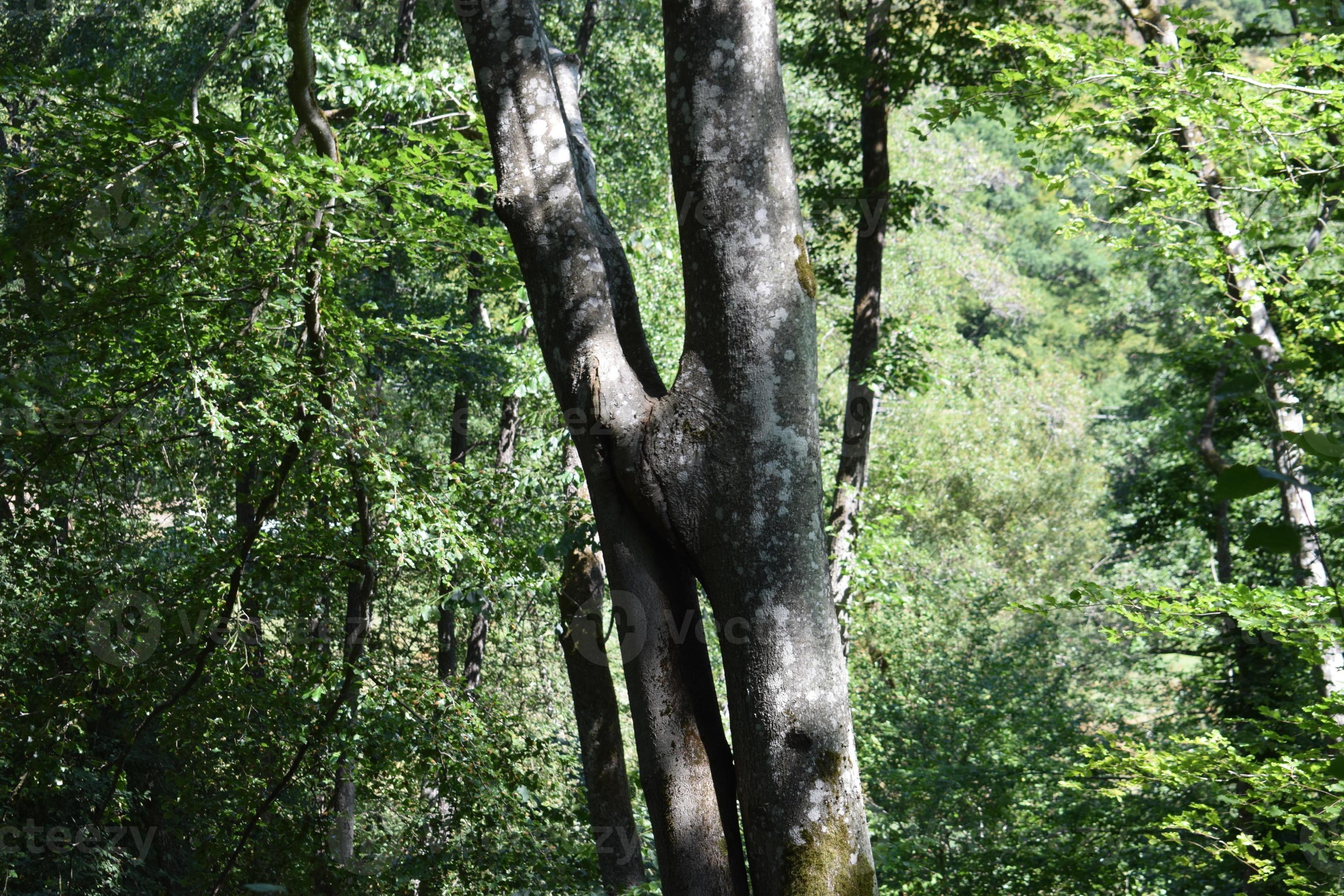 Two trees Growing a Connection 22976820 Stock Photo at Vecteezy Two trees Growing a Connection 22976820 Stock Photo at Vecteezy