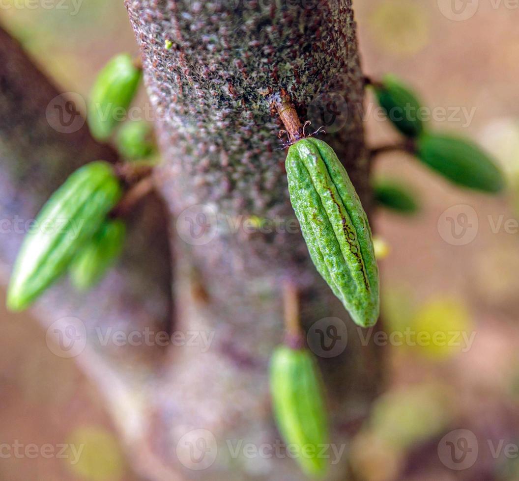 cosecha de pequeñas vainas de cacao verde crudo. cultivo de frutos de ... cosecha de pequeñas vainas de cacao verde crudo. cultivo de frutos de ...