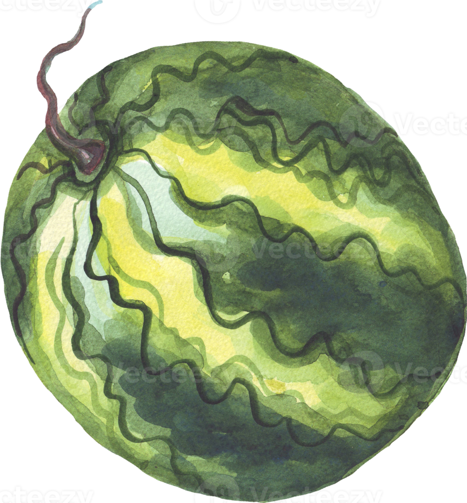 Watermelon Watercolor Illustration 22994620 Png