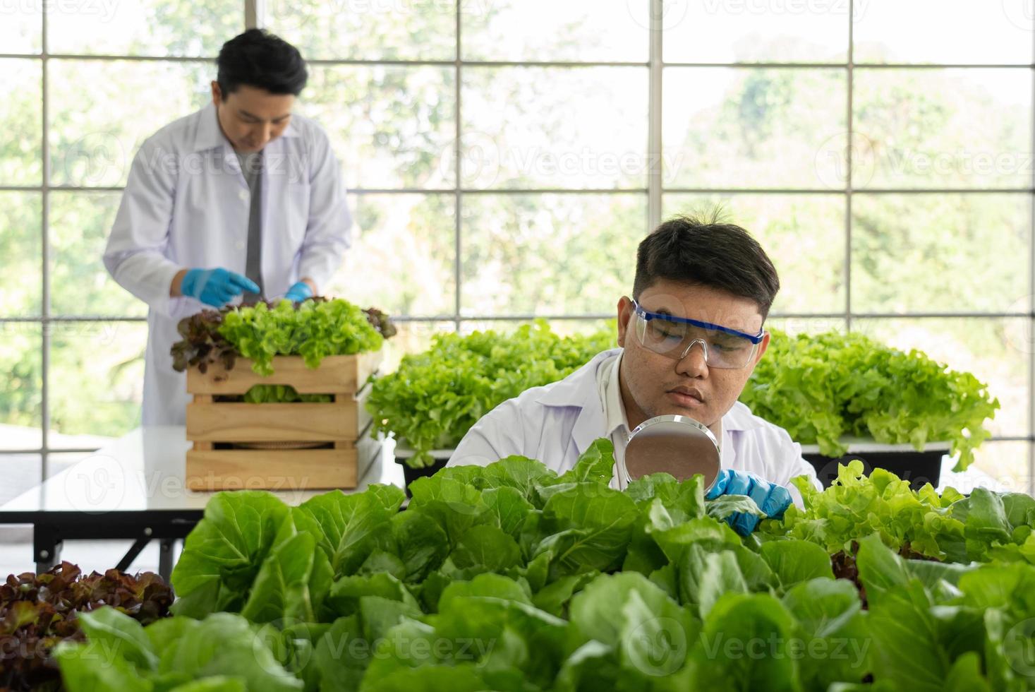 Scientist Team Doing Experiment In Agriculture Lab To Develope Genetic