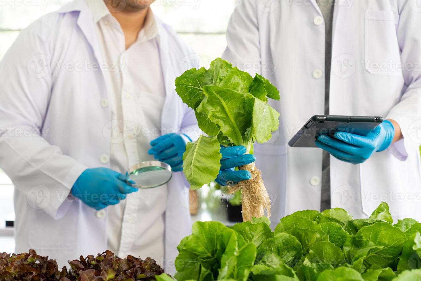 Scientist Team Doing Experiment In Agriculture Lab To Develope Genetic