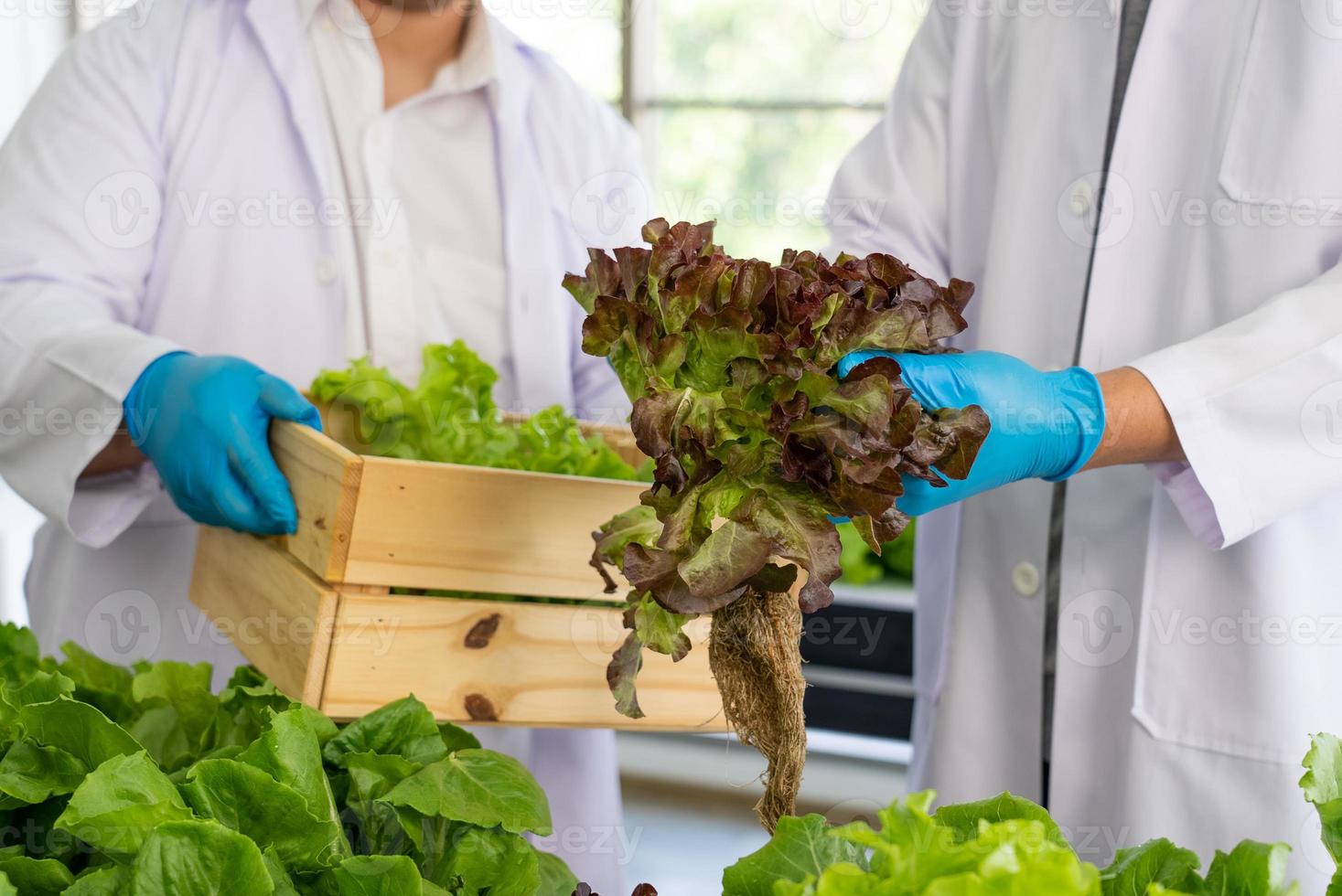 Scientist Team Doing Experiment In Agriculture Lab To Develope Genetic