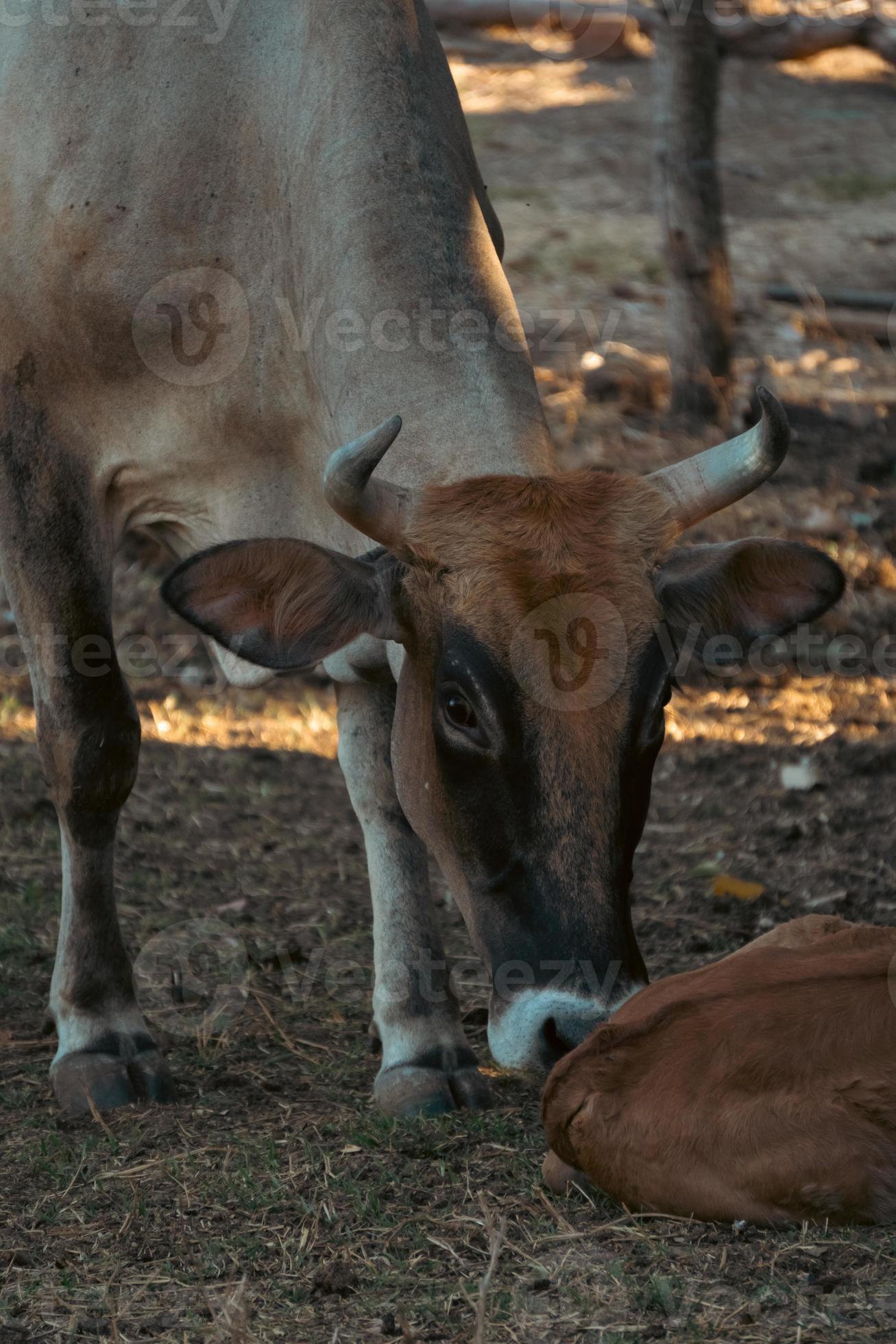 Cow sniffing a brown calf cow 23033948 Stock Photo at Vecteezy