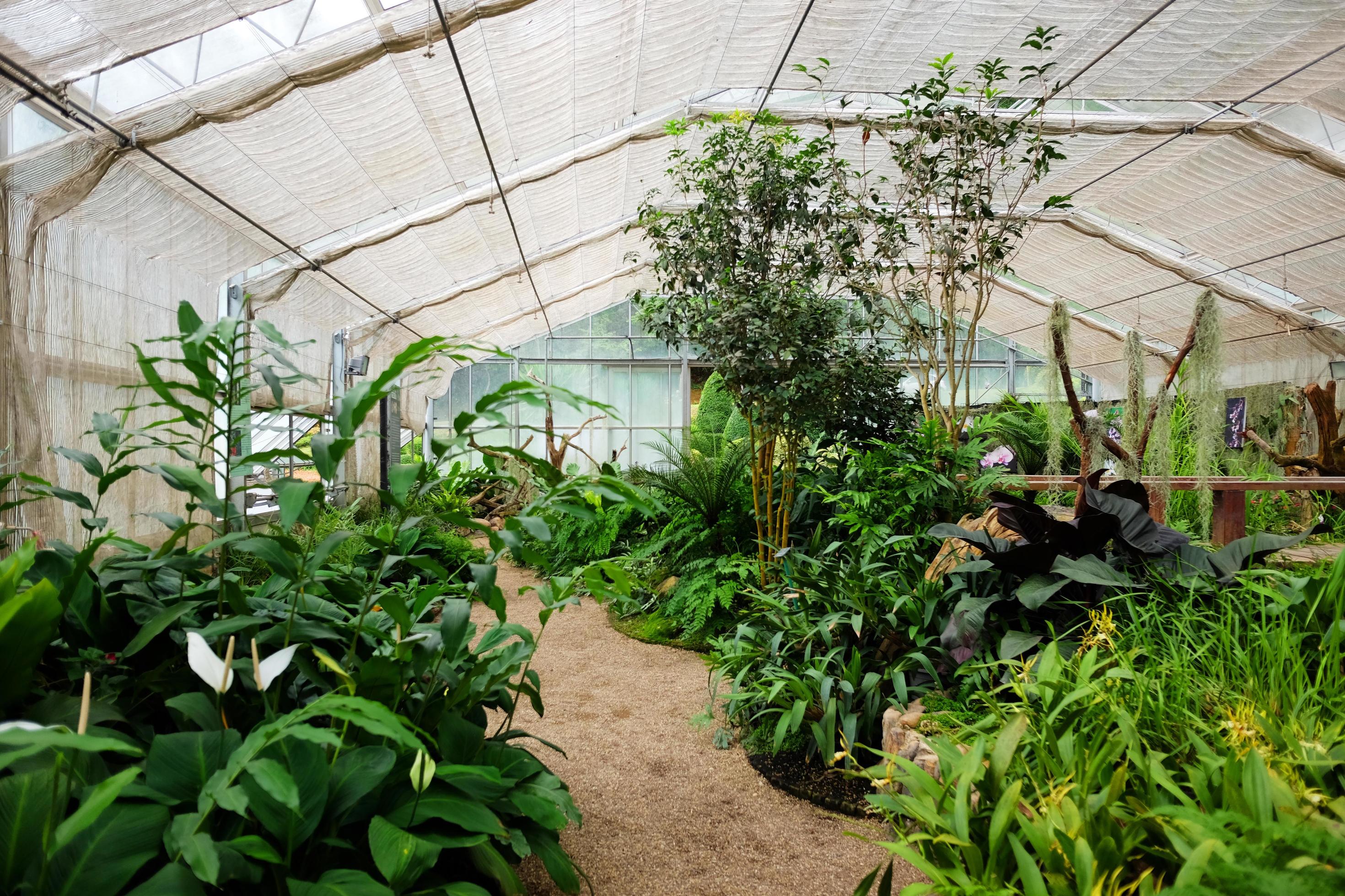 Nature Plants and flora in Greenhouse and conservatory at Queen Sirikit Botanic Garden and ...