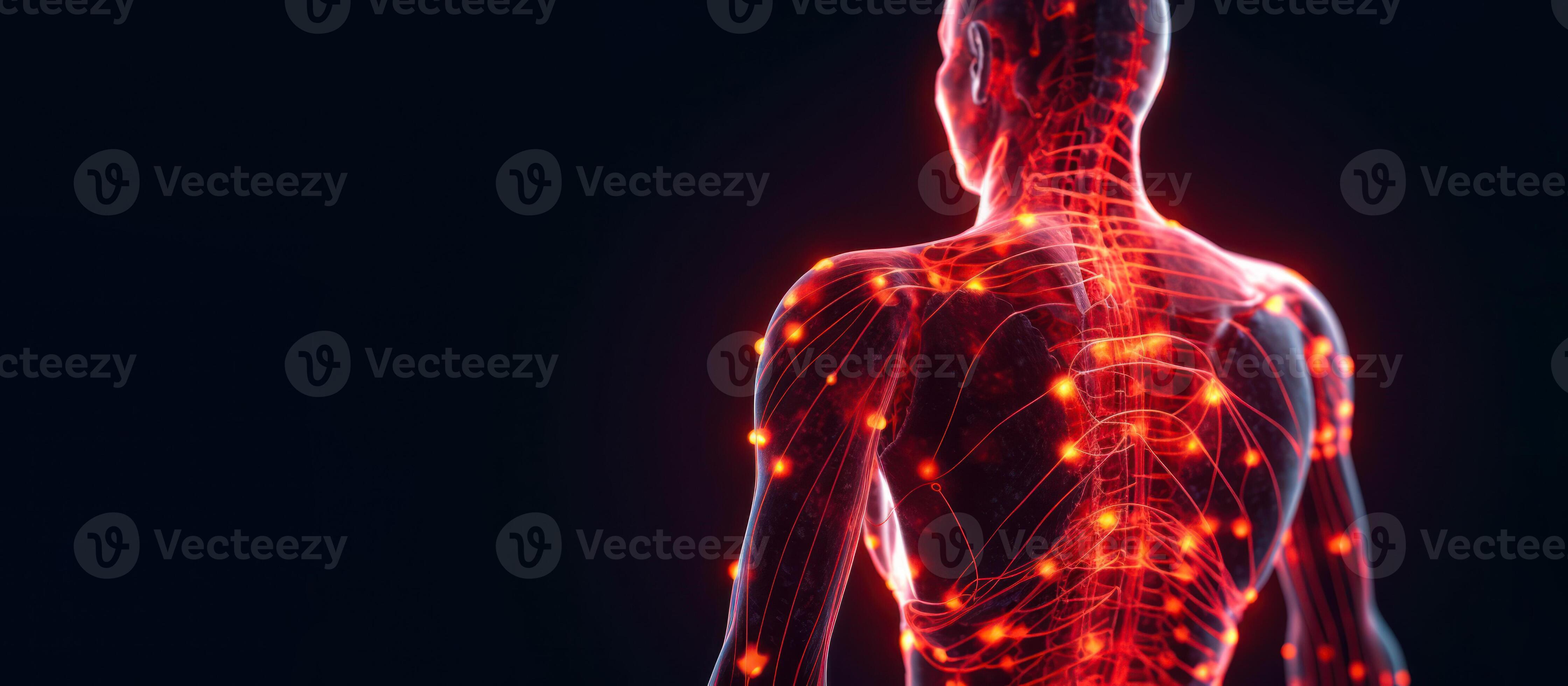 Human Nervous System Anatomy X Ray Human Body Back View Copy Space