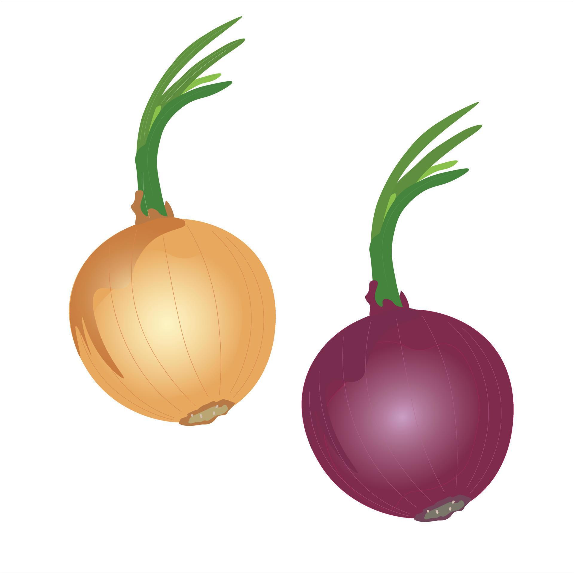 Lemongrass Vector Set Isolated On White Background Lemongrass Flat Vector Illustration Cartoon