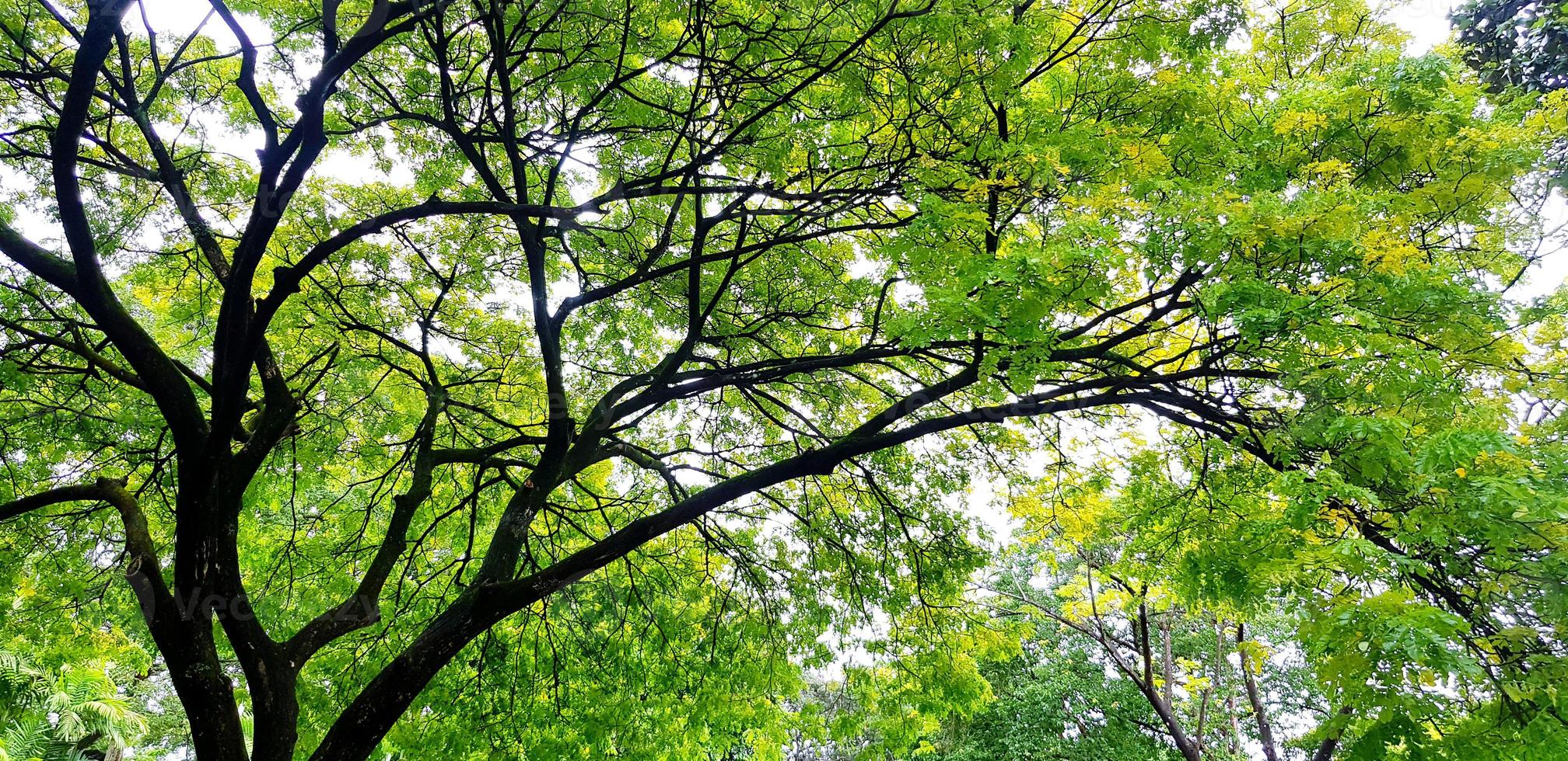 Beautiful big tree branch with green leaves for background. Beauty of ...