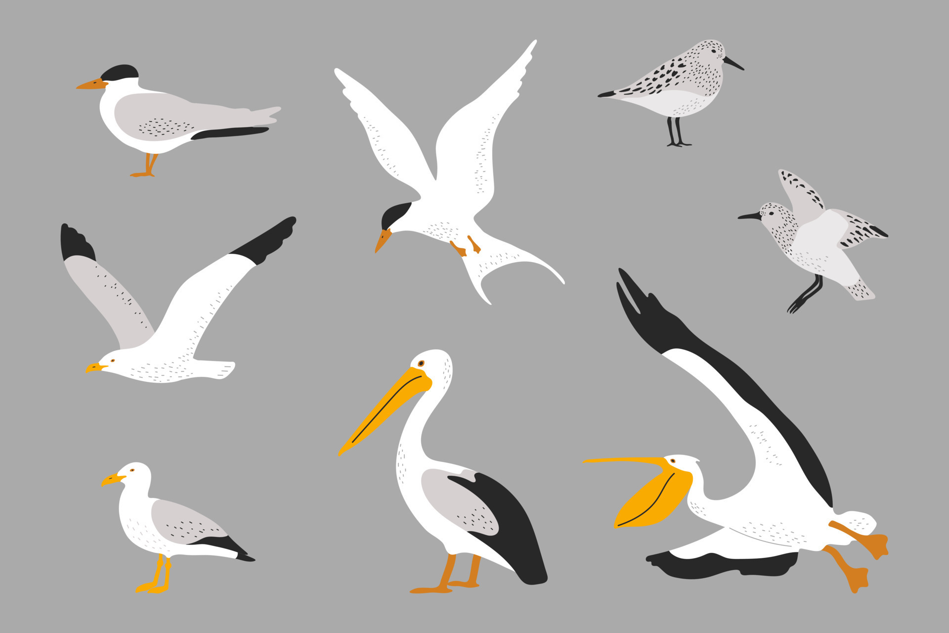 Hand Drawn Seabirds Set Seagull Pelican Tern And Sandpiper