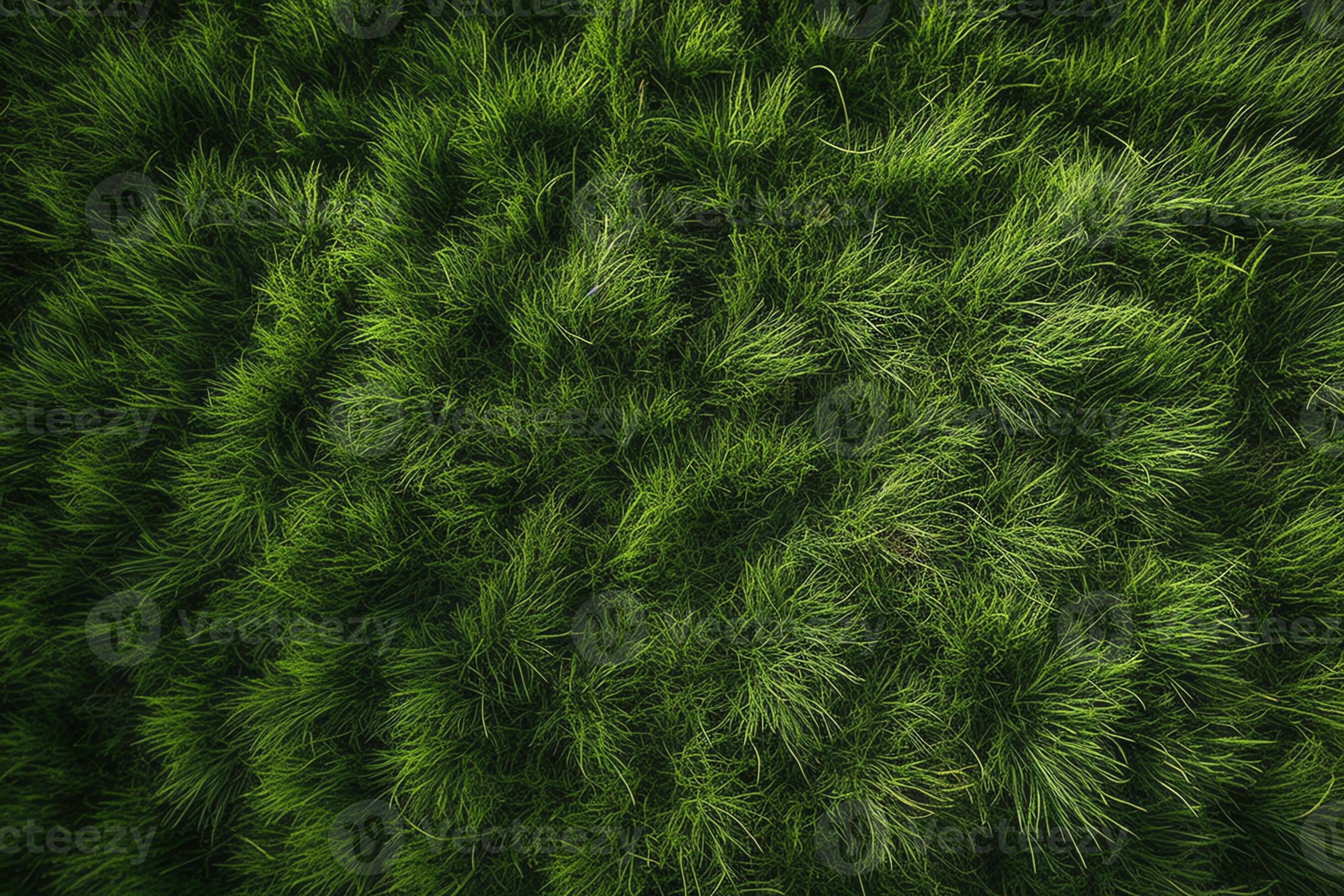 Top down view of grass texture. 23140165 Stock Photo at Vecteezy