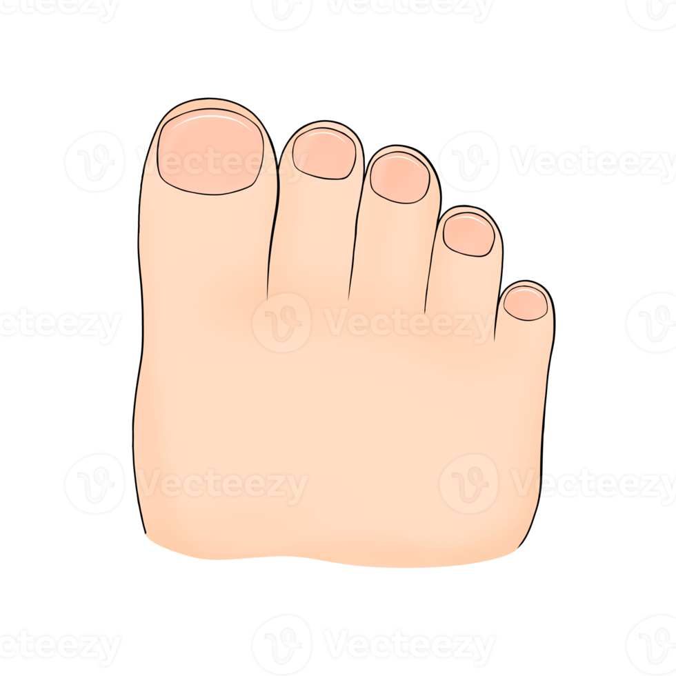Dedos De Los Pies Humano Cuerpo Parte Dibujos Animados Ilustración