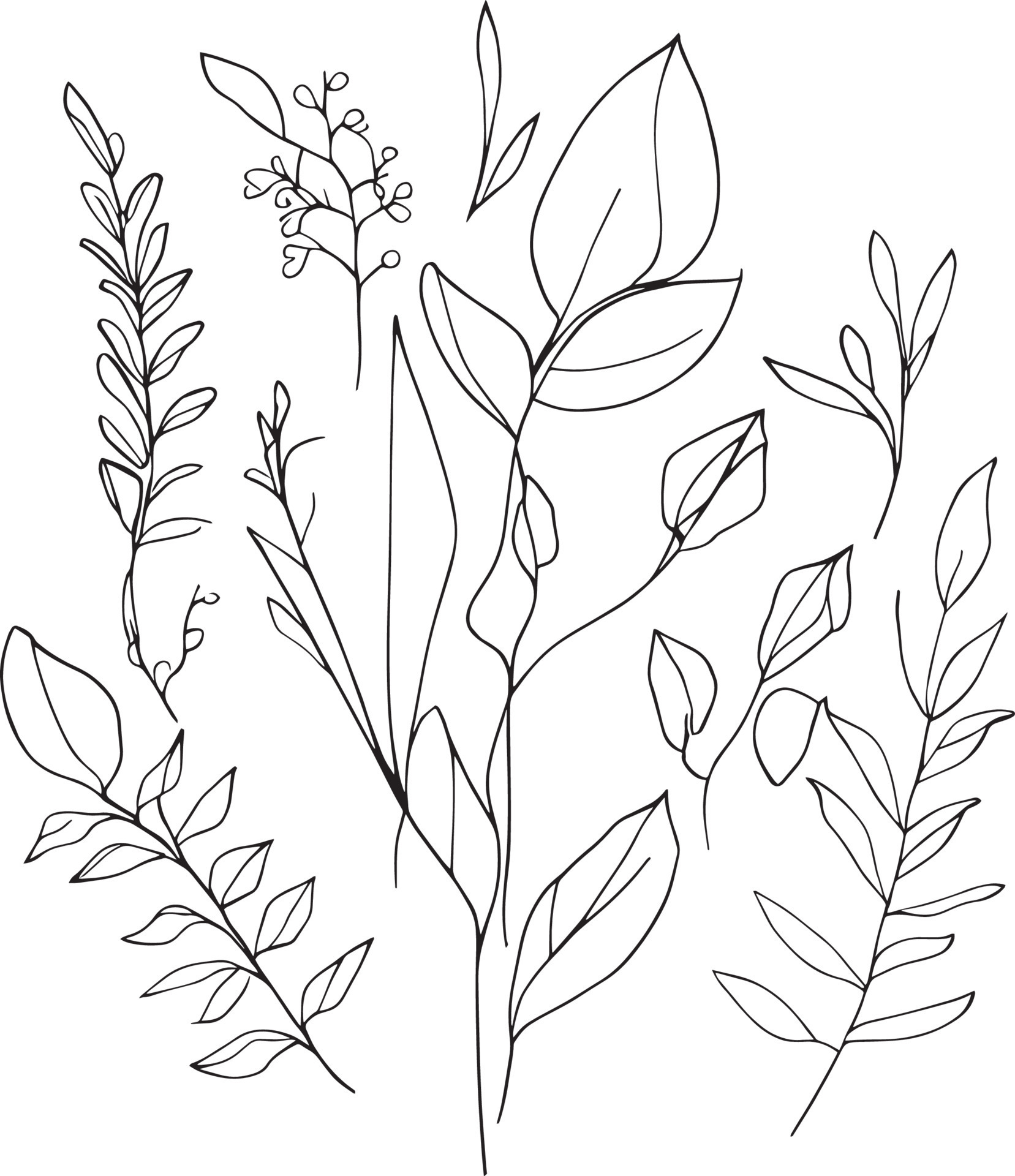 botanical elements, botanical flower illustration, botanical ...