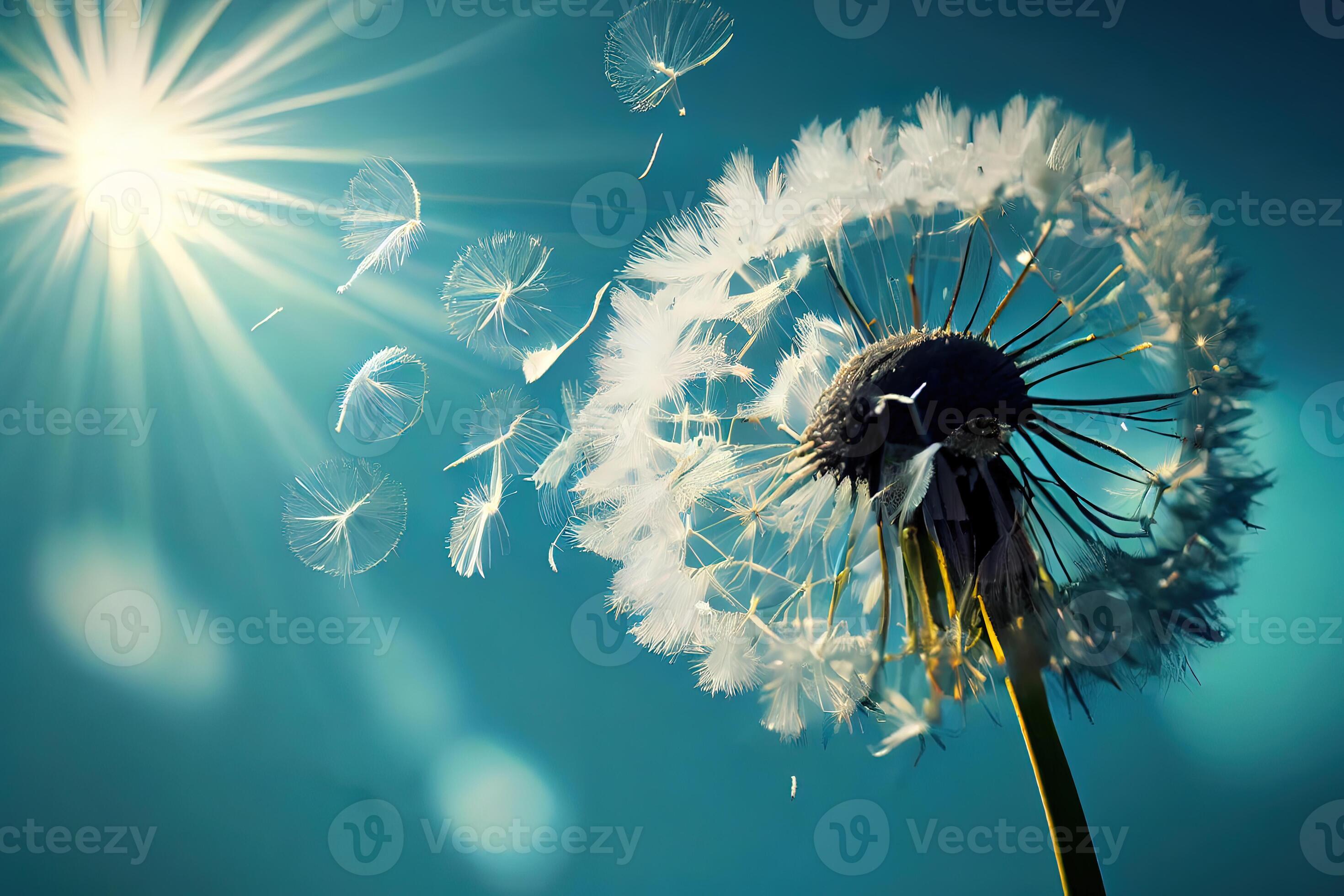 Dandelion Seeds Blowing