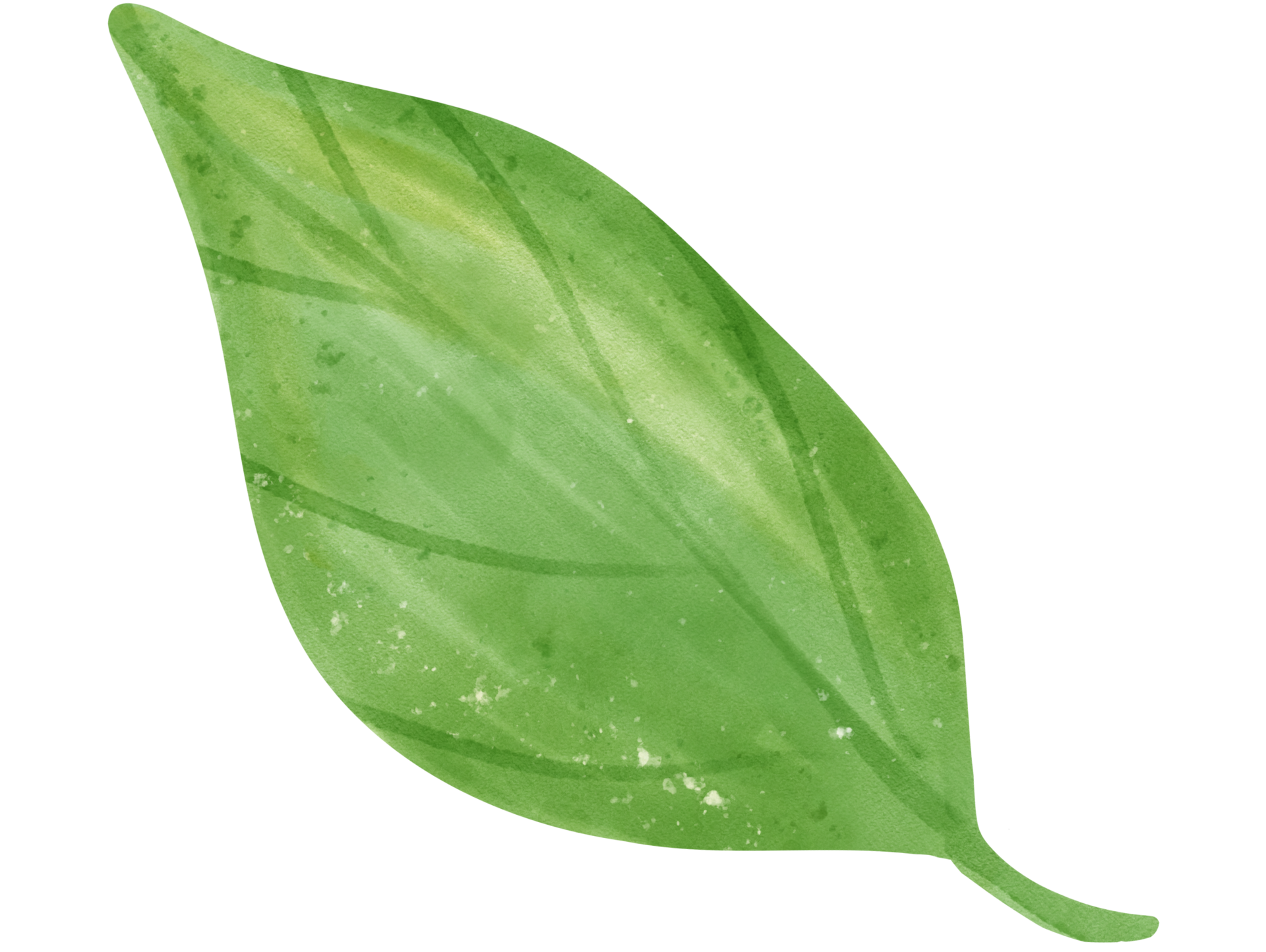 Watercolour green leaf of orange fruit hand painted illustration ... Watercolour green leaf of orange fruit hand painted illustration ...