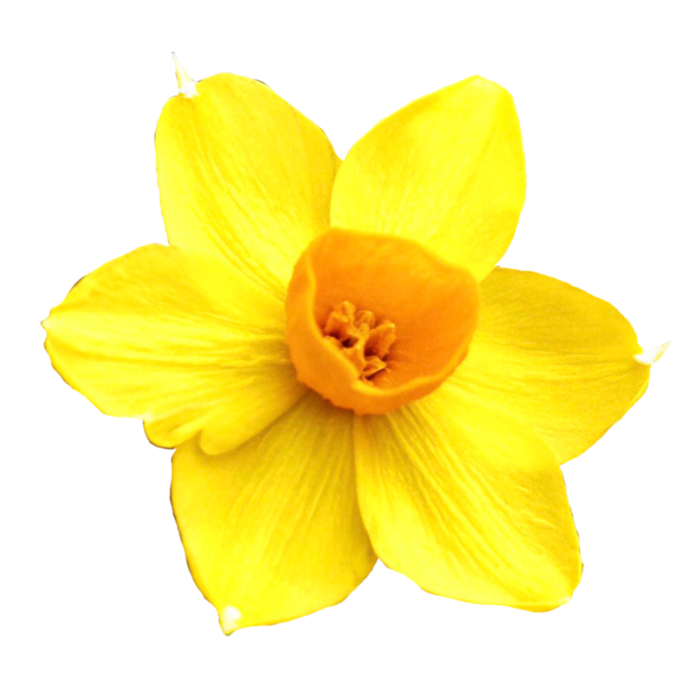 Beautiful Yellow Flower 23251939 Png