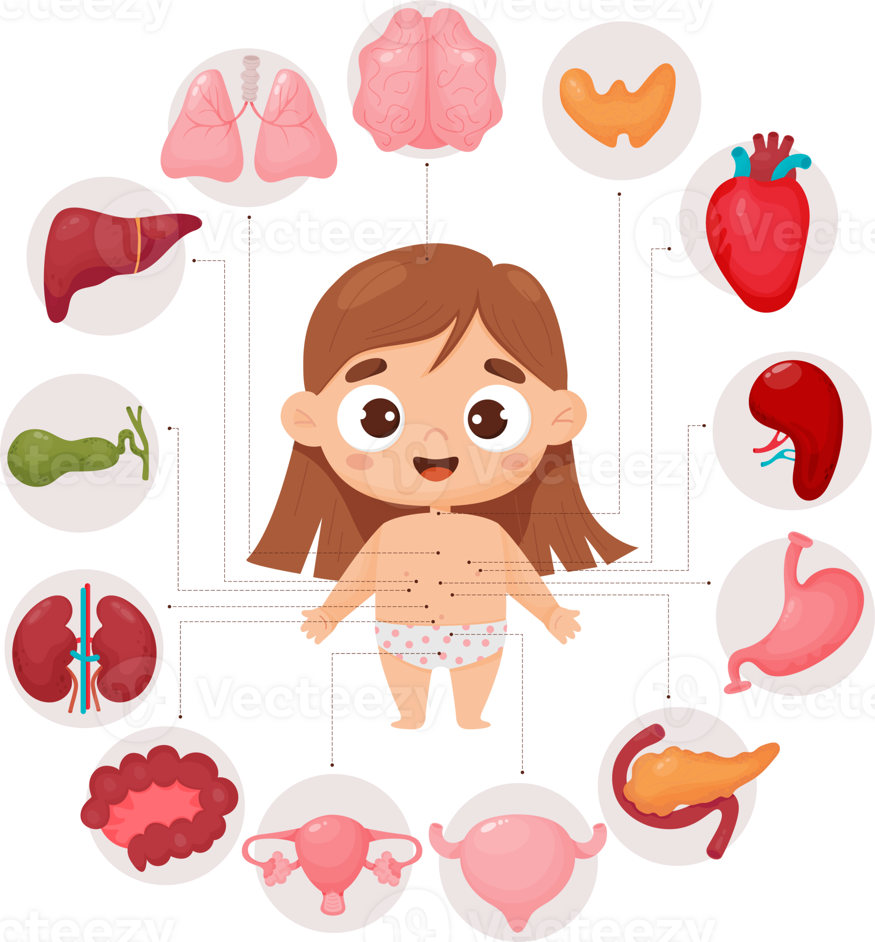 Anatomy Human Body Female Organs 23254437 Png