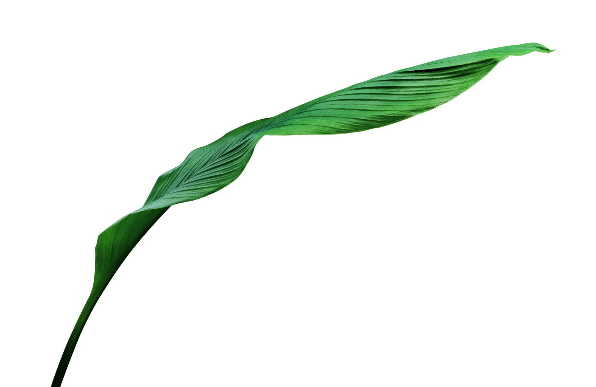 Green Leaves Pattern Leaf Canna Indica Tree Isolated 23257833 Png