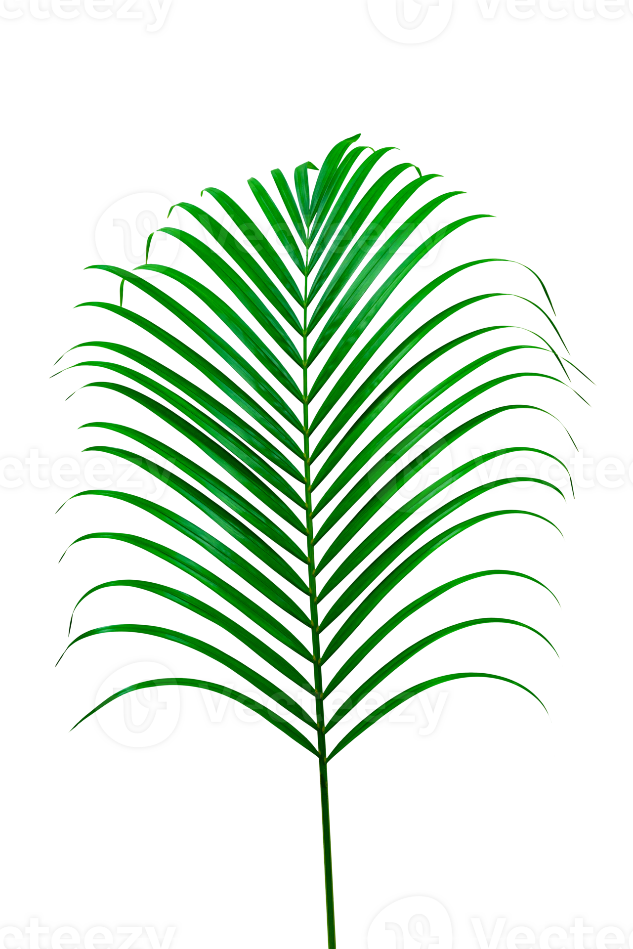 Green Leaves Pattern Leaf Palm Tree Isolated 23257837 Png