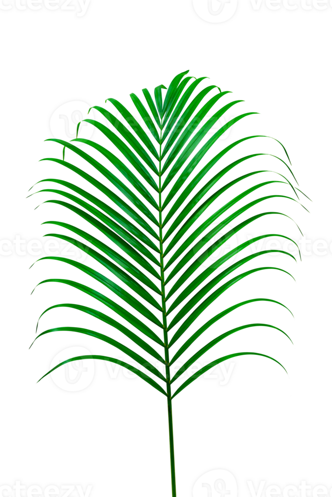 Free Green Leaves Pattern Leaf Palm Tree Isolated 23257837 Png With