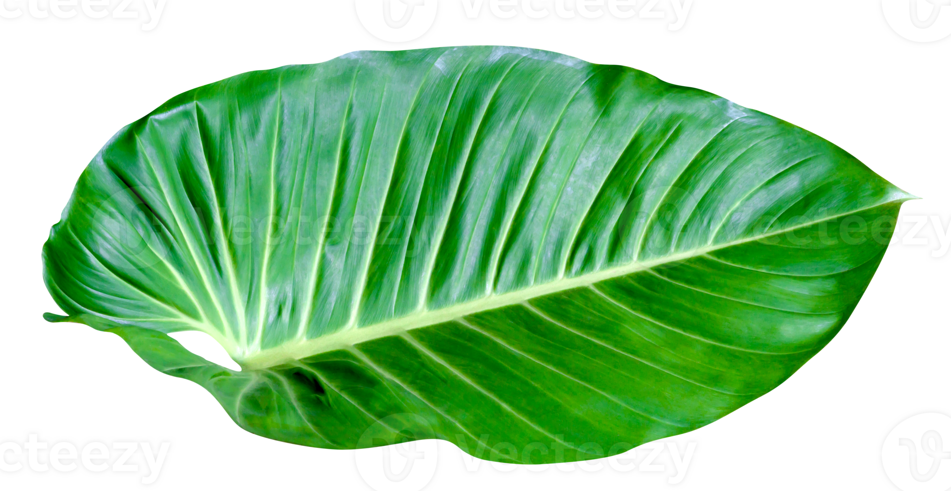 Green Leaves Pattern Leaf Homalomena Philippinensis Tree Isolated