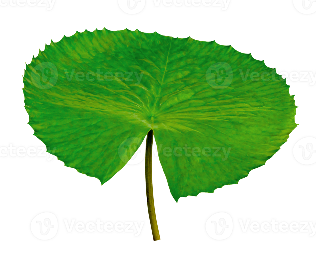 Green Leaves Patternleaf Lotus Isolated 23257864 Png