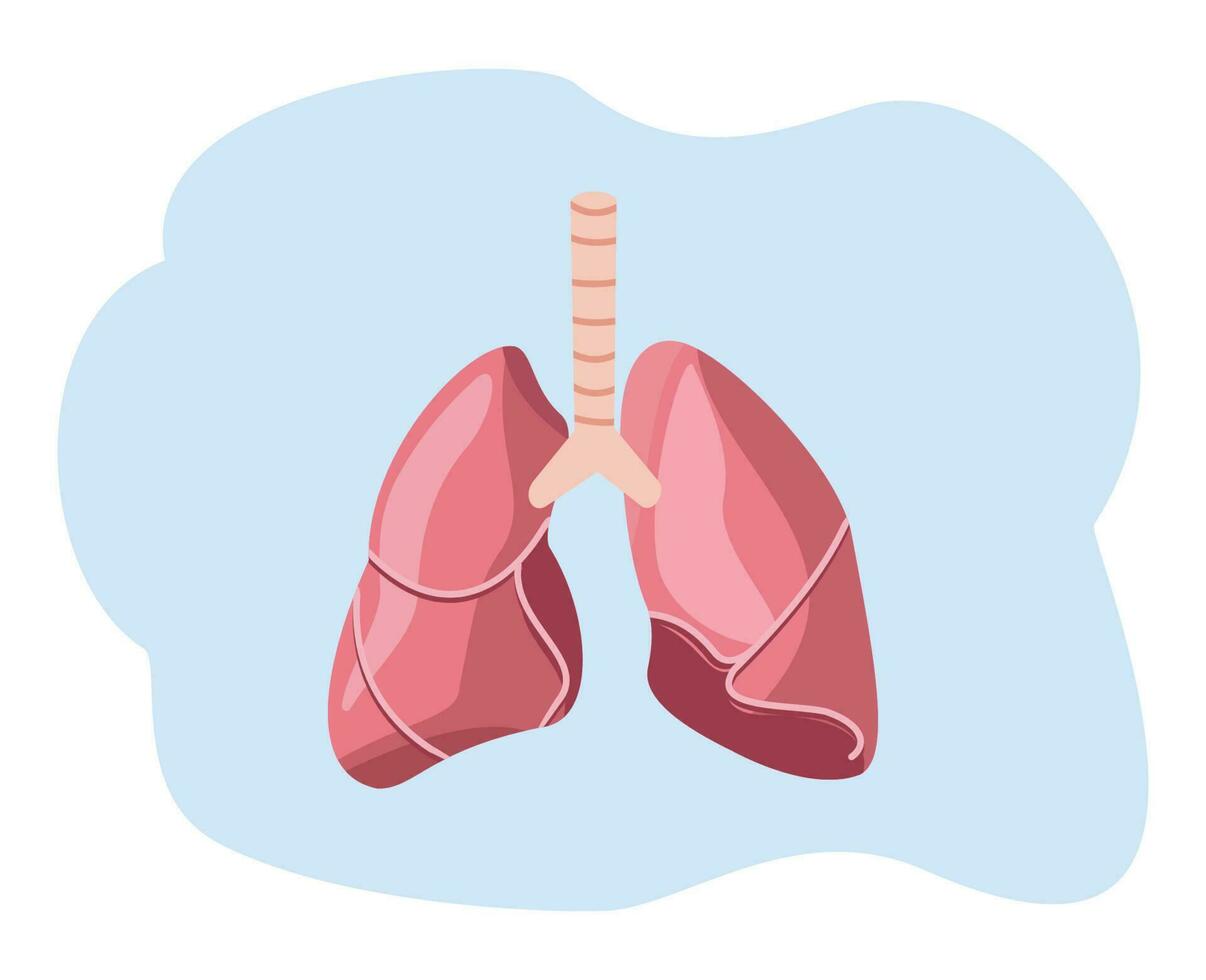 lungs cartoon vector illustration. lungs icon. lungs flat design vector ... lungs cartoon vector illustration. lungs icon. lungs flat design vector ...