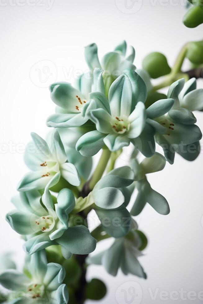 Jade vine flowers on white background, created with generative AI ... Jade vine flowers on white background, created with generative AI ...