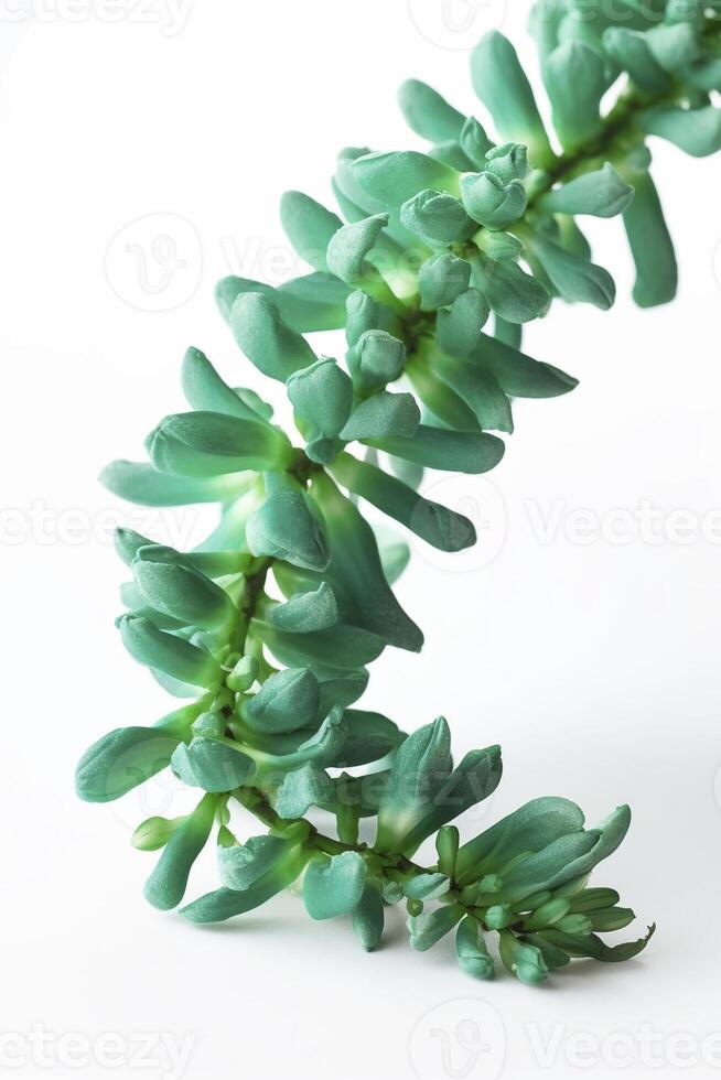 Jade vine flowers on white background, created with generative AI ... Jade vine flowers on white background, created with generative AI ...