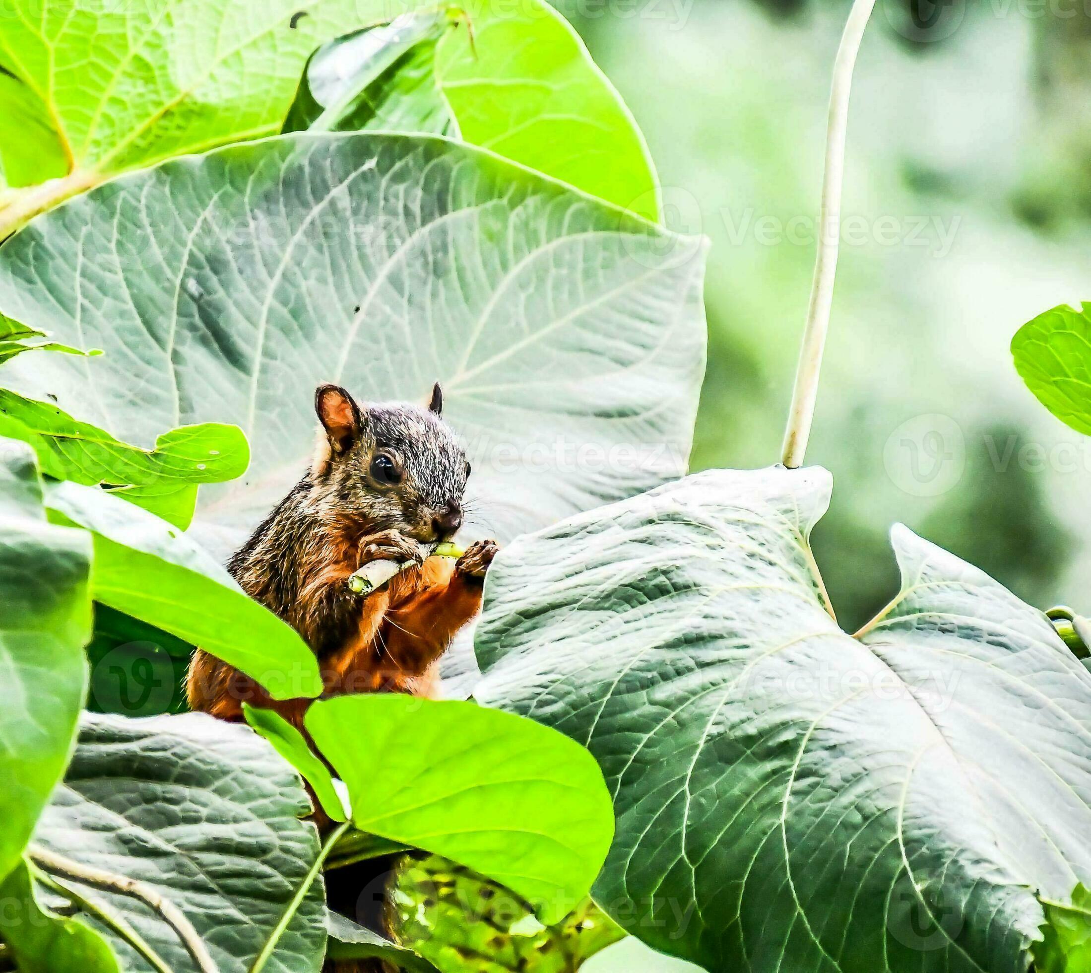 Into the wild 23278858 Stock Photo at Vecteezy