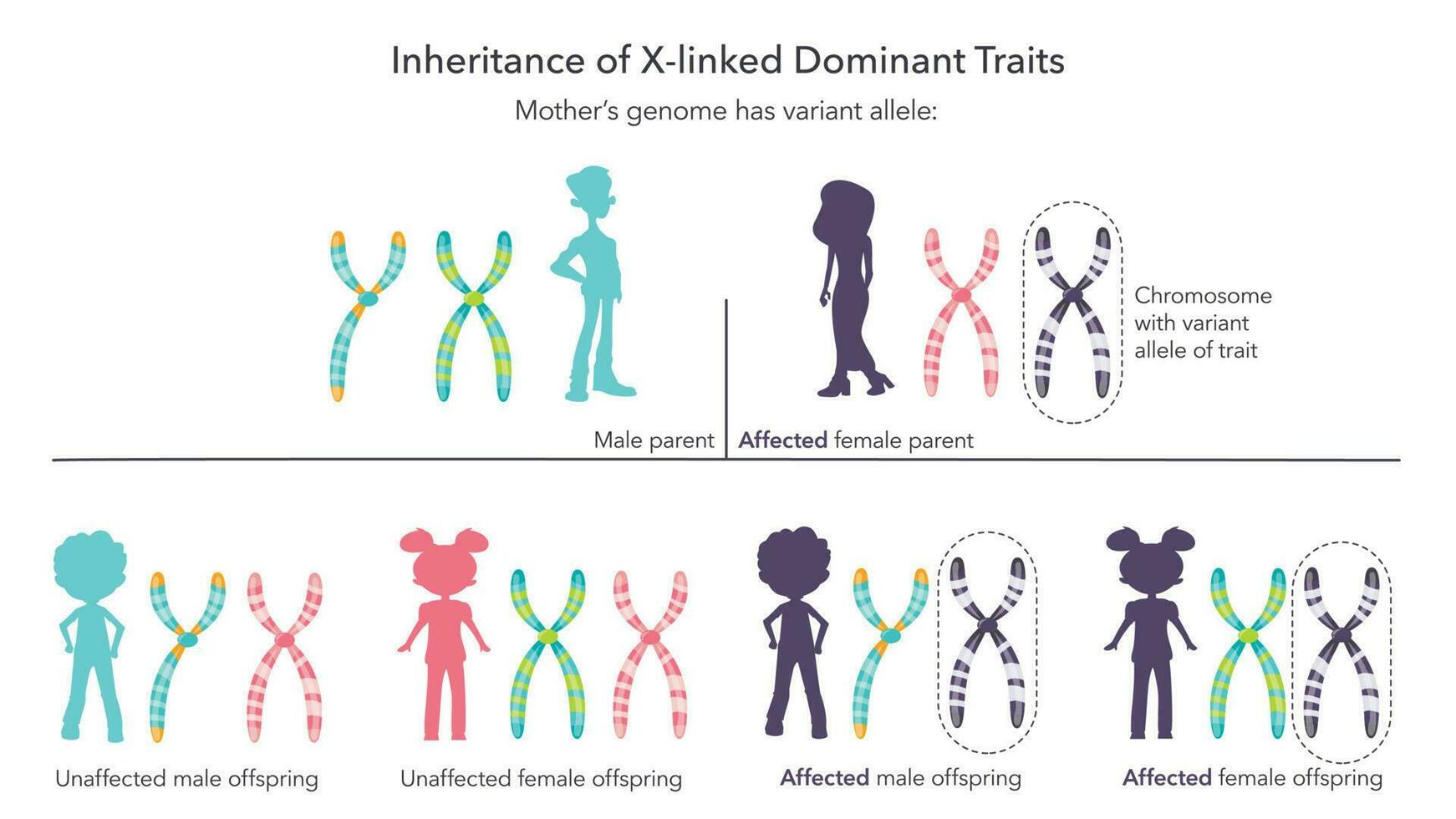 Inheritance of X linked genetic traits scientific infographic vector illustration 23286898 ...