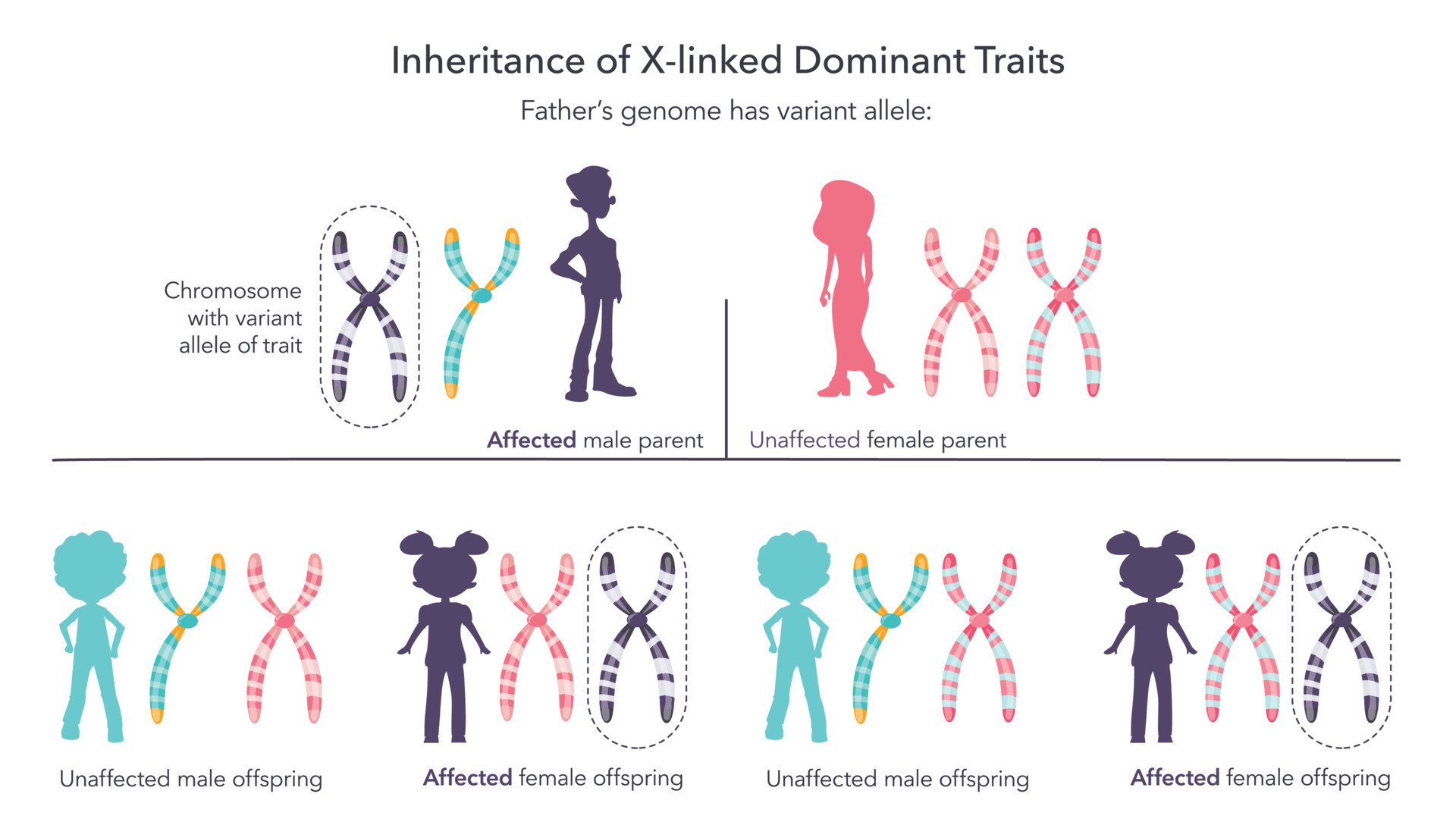 Inheritance of X linked genetic traits scientific infographic vector illustration 23286899 ...