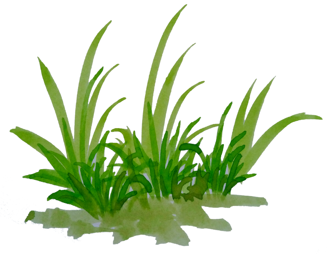 Watercolor Grass Hand Drawn Grass 23290763 Png