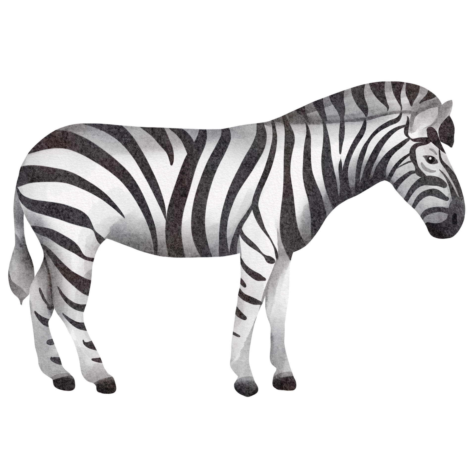watercolor zebra clip art 23297376 PNG