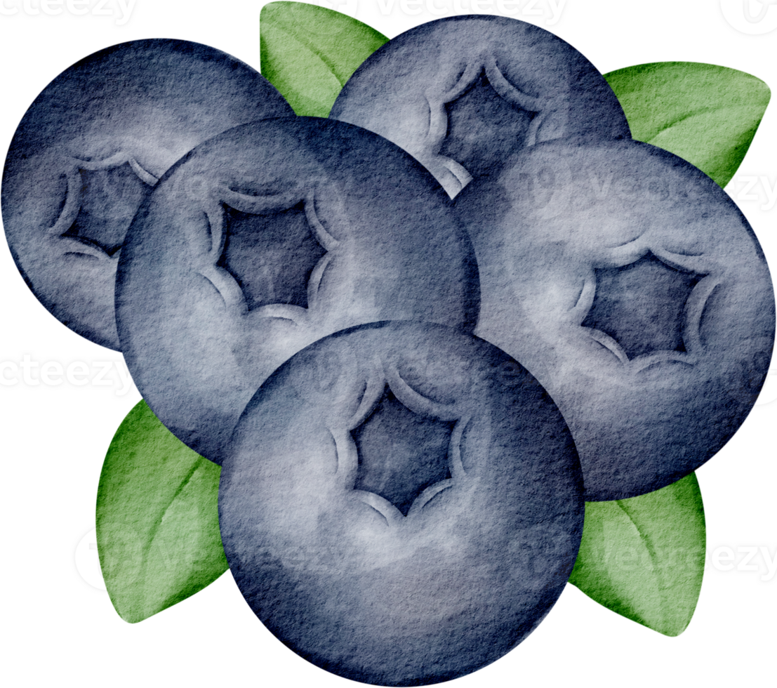 watercolor blueberry fruit clip art 23297413 PNG watercolor blueberry fruit clip art 23297413 PNG