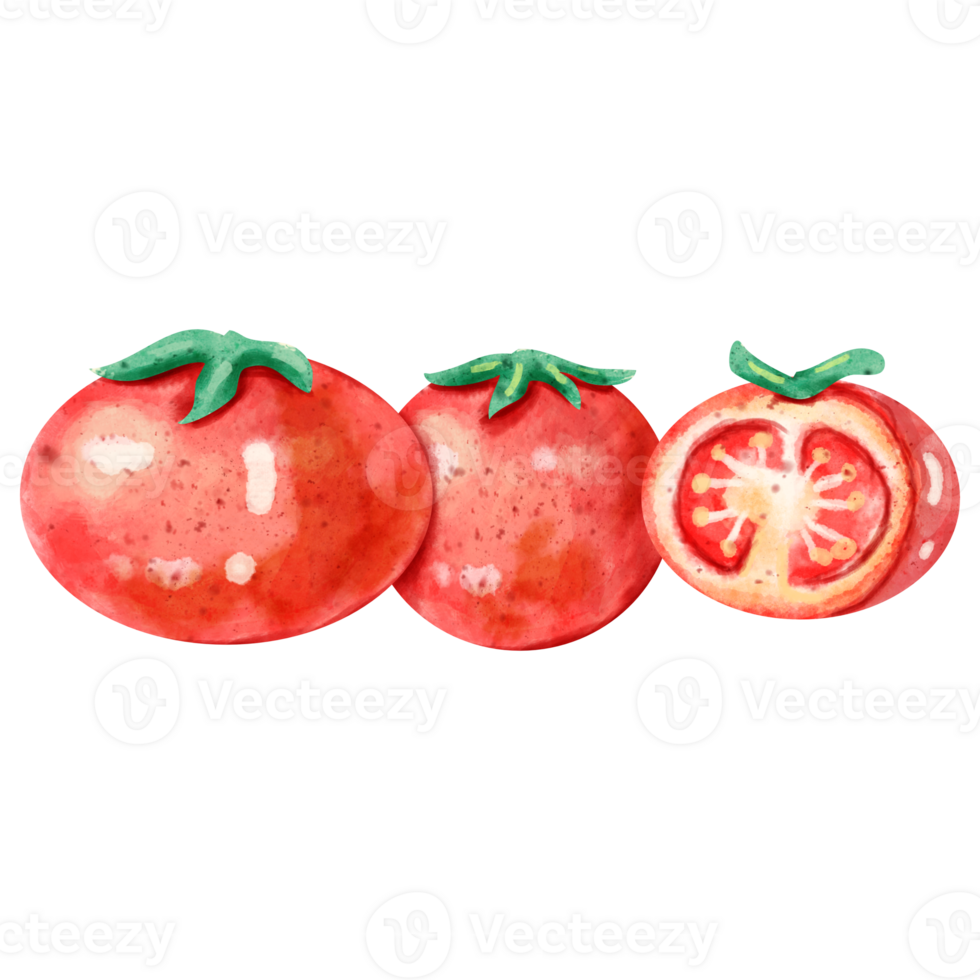 watercolor tomato vegetable 23297439 PNG