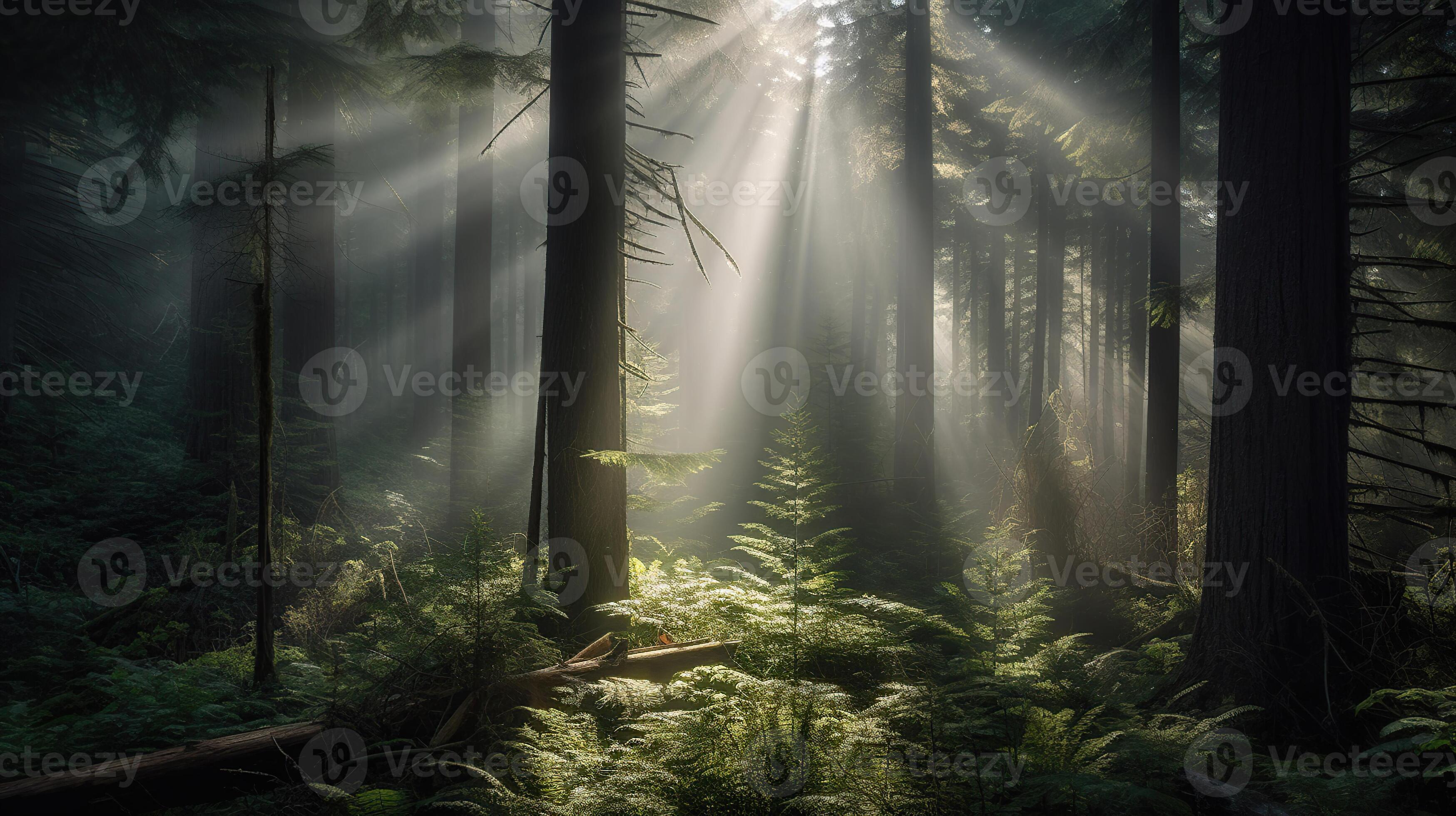 Beautiful Forest of Spruce Trees, Sunbeams through Fog create mystic ...