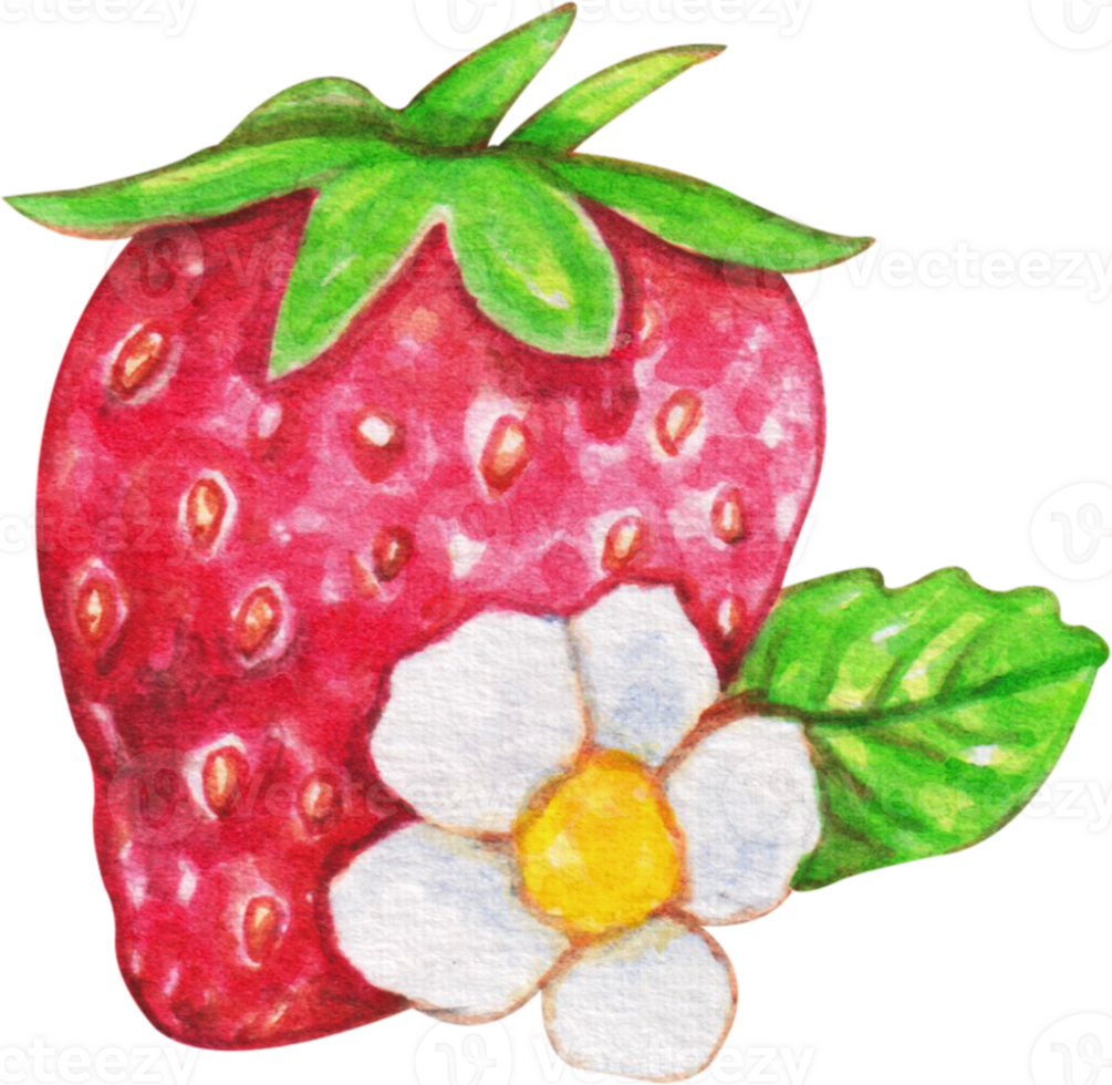 watercolor strawberry clip art 23322212 PNG