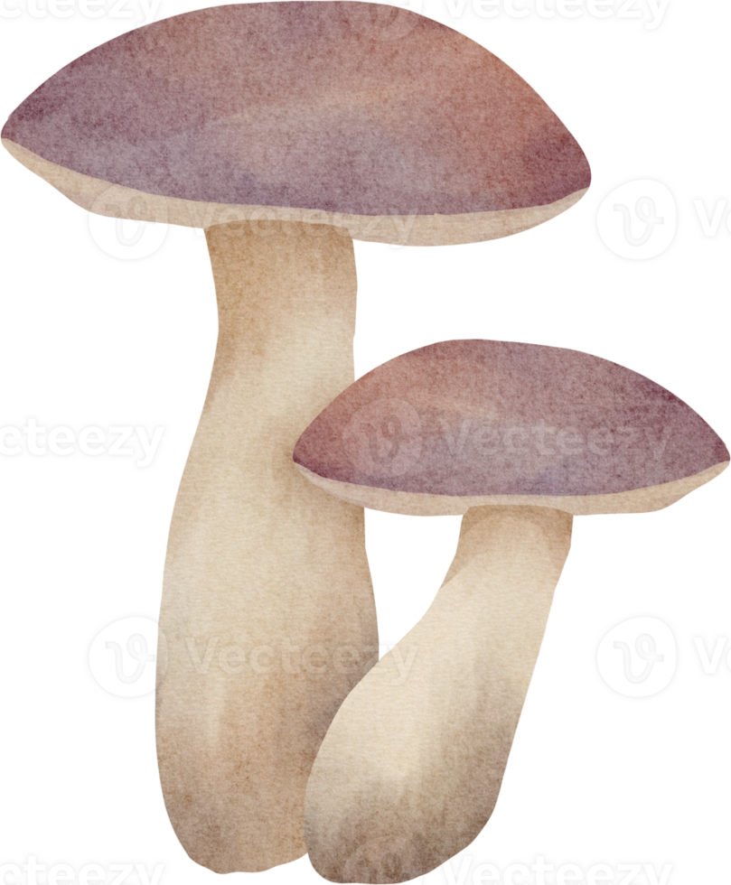 watercolor mushroom clip art 23322391 PNG watercolor mushroom clip art 23322391 PNG