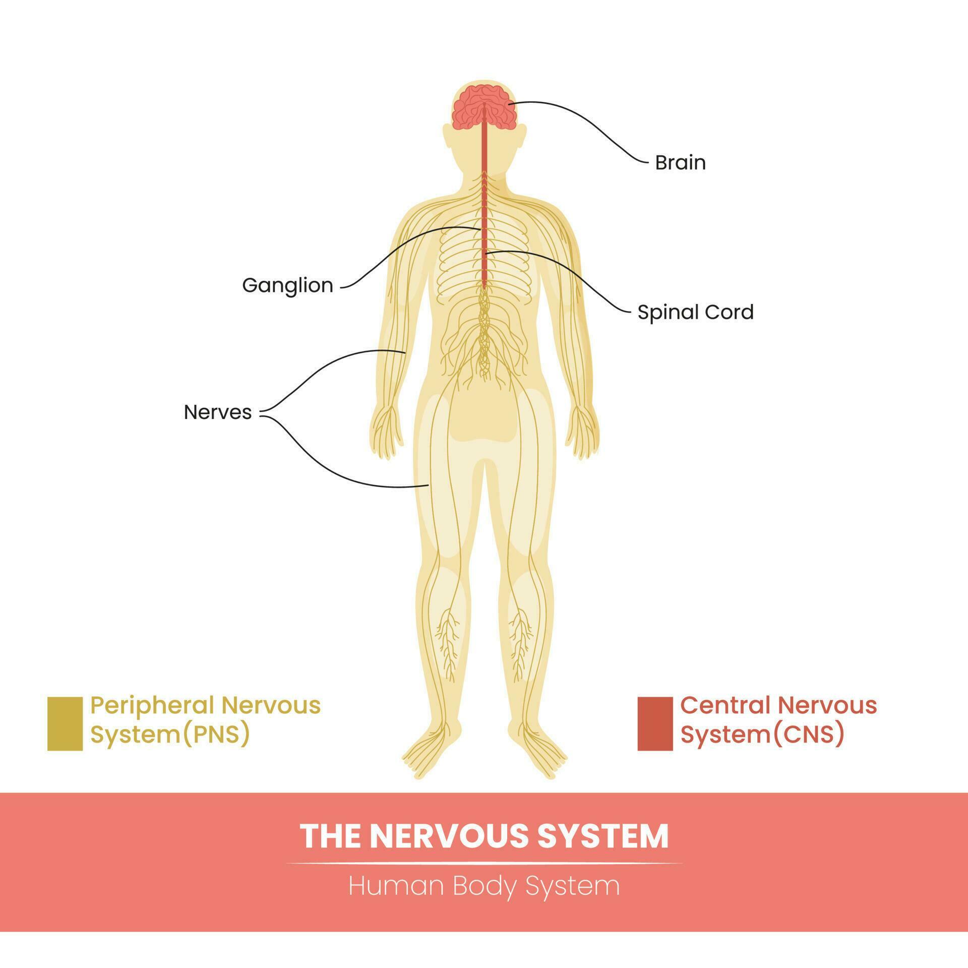 Main Components Of The Human Nervous System On White Background ... Main Components Of The Human Nervous System On White Background ...