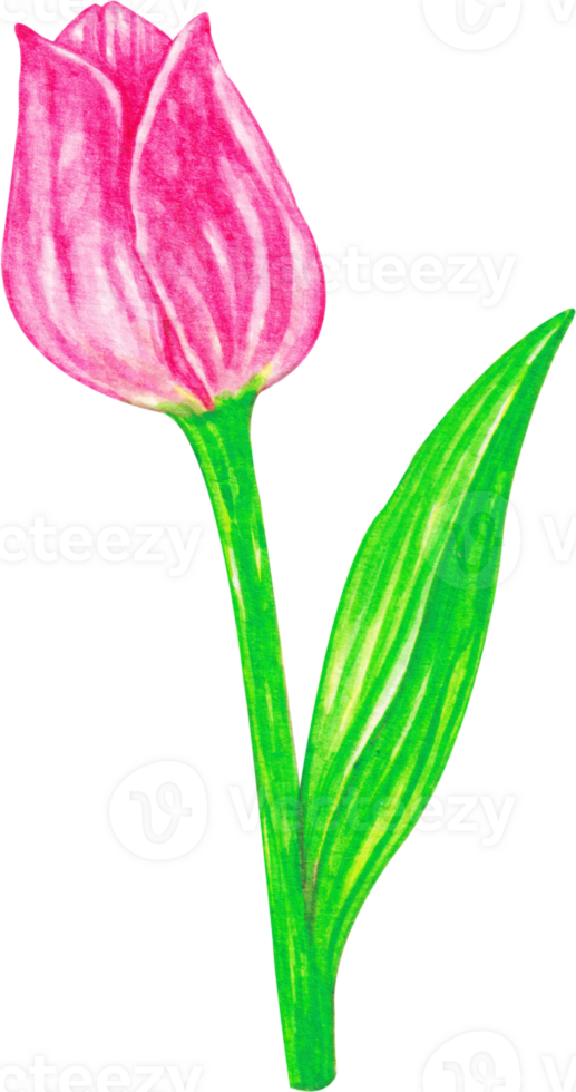watercolor tulip flower 23323774 PNG