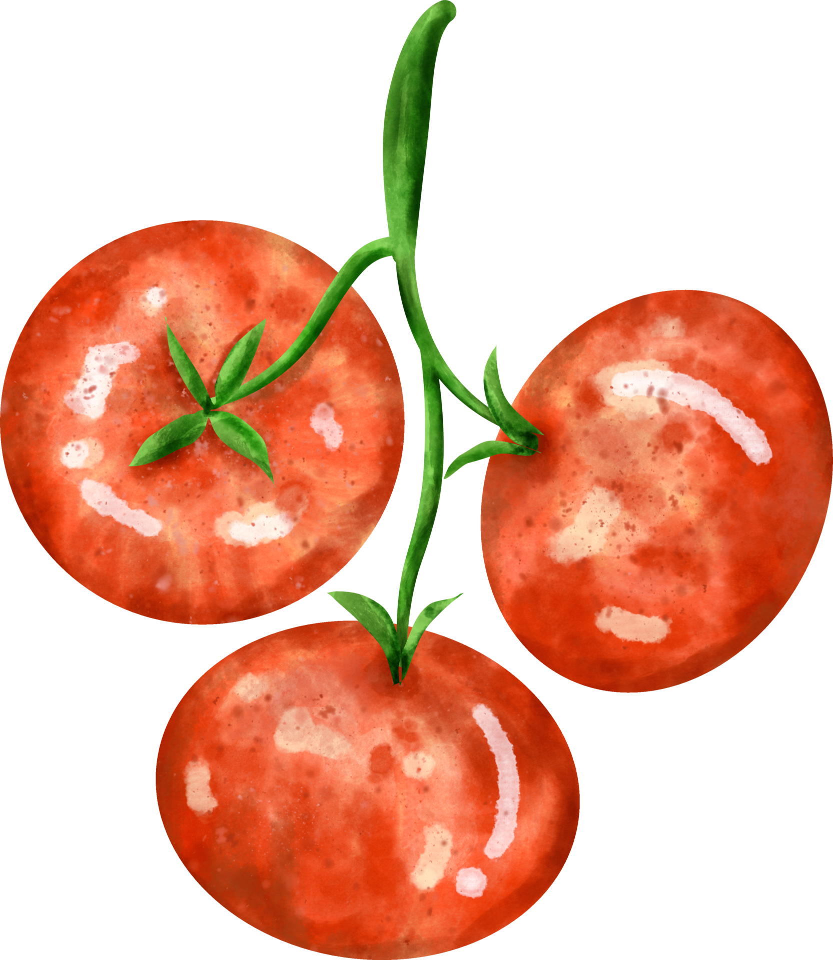 watercolor Tomato clip art 23323905 PNG