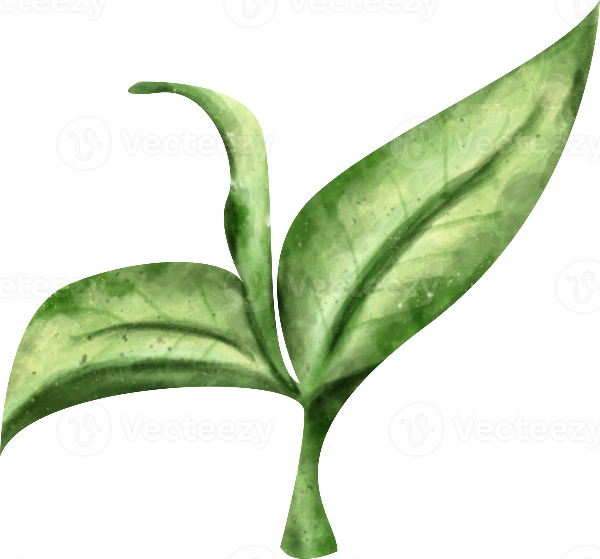 watercolor green tea 23324078 PNG