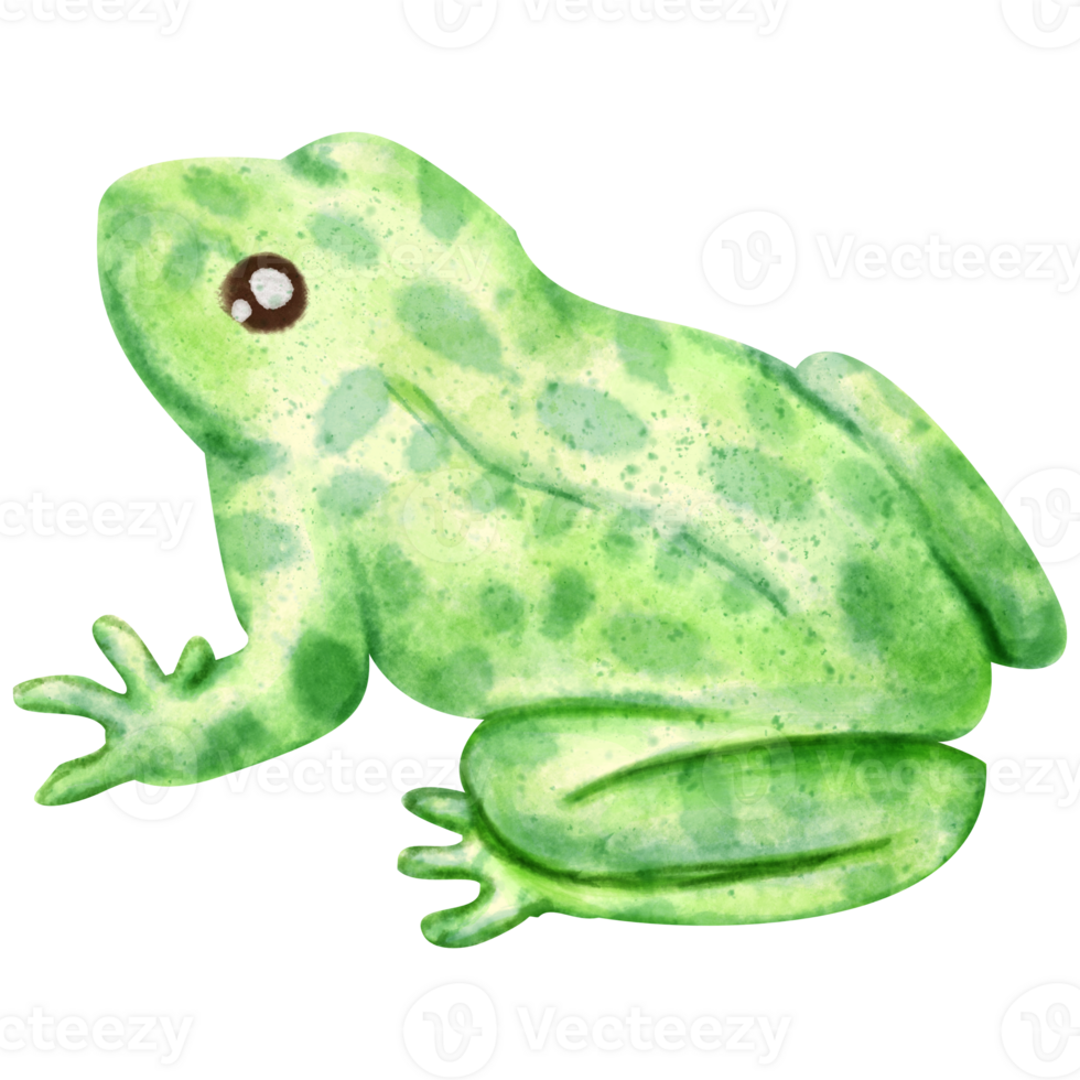 watercolor frog clip art 23324099 PNG