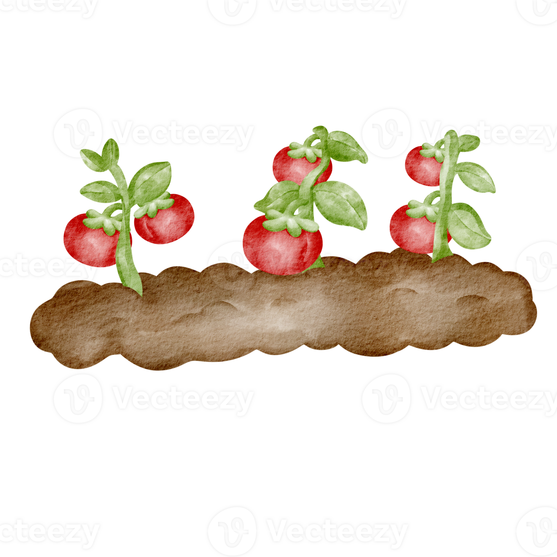 watercolor vegetable tomatoes 23324387 PNG