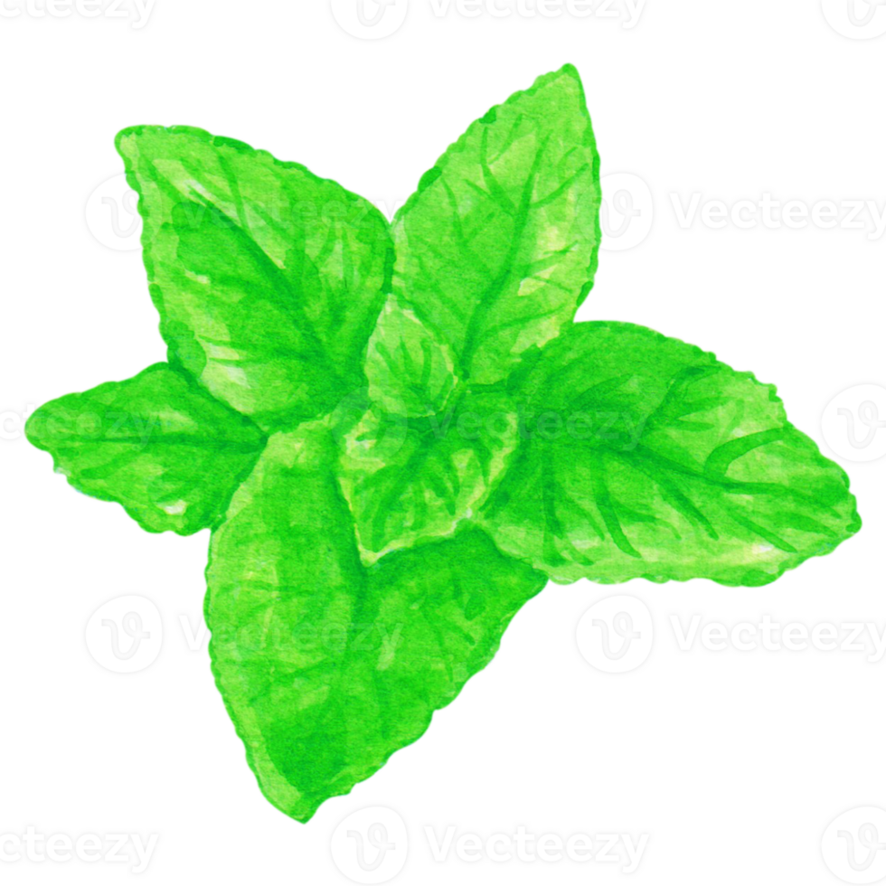 Mint Clipart Png at Ike Fordyce blog