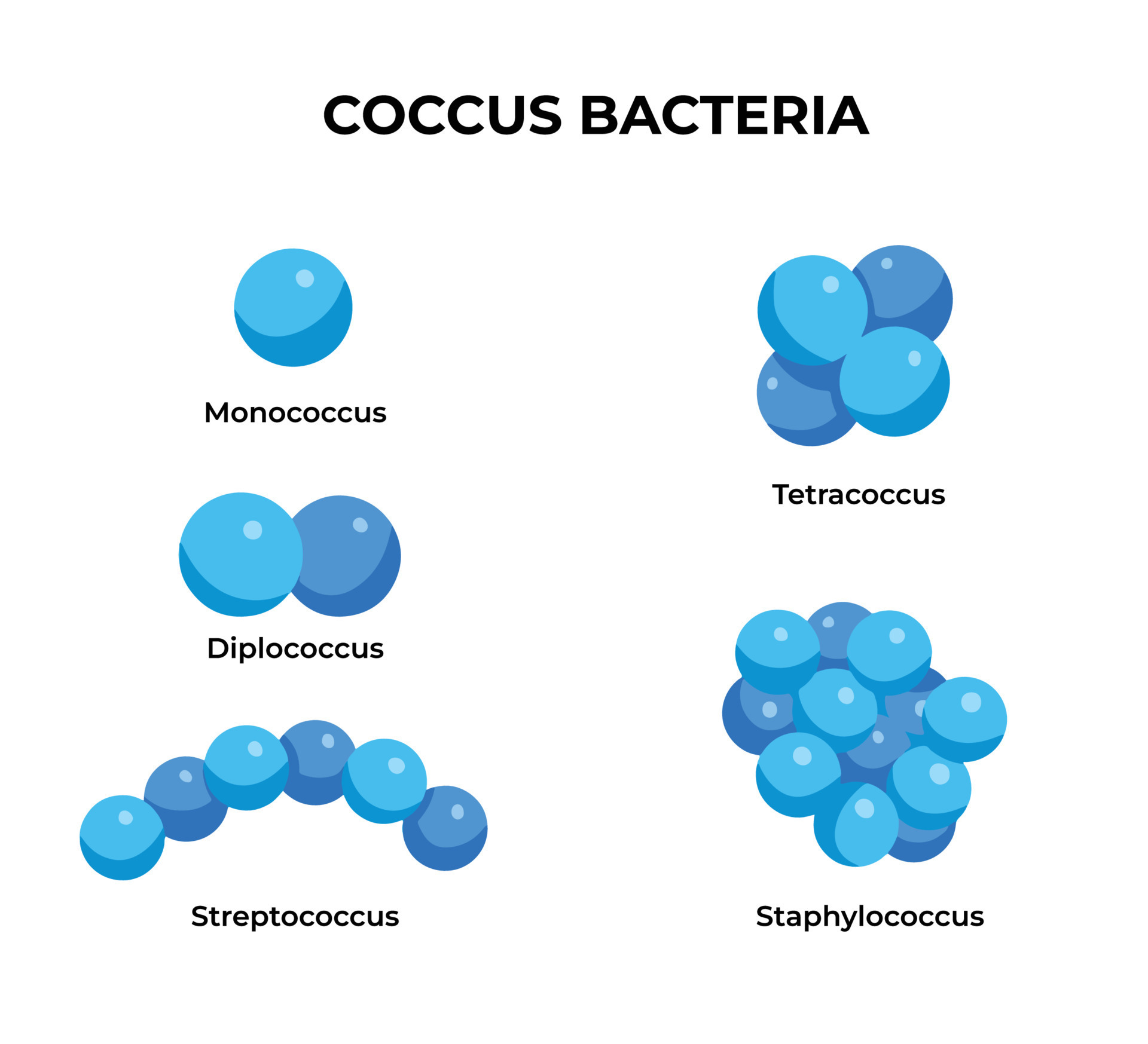 Coccus Bacteria Type With Circular Shape Isolated Biology Educational Vector Illustration