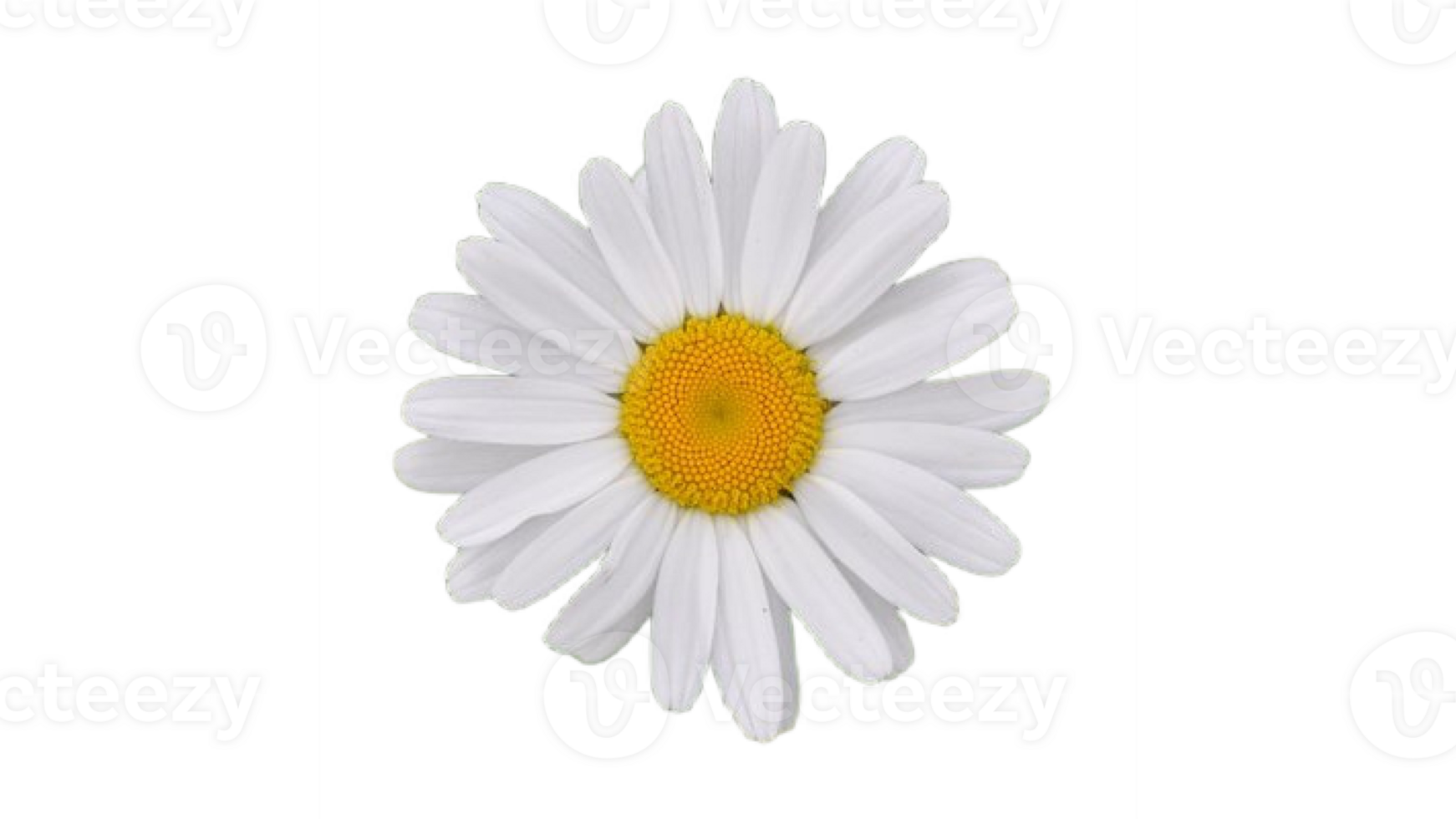 Yellow And White Flower Png 23353480 Png