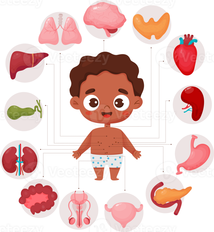 human body. Infographic male organs 23367102 PNG