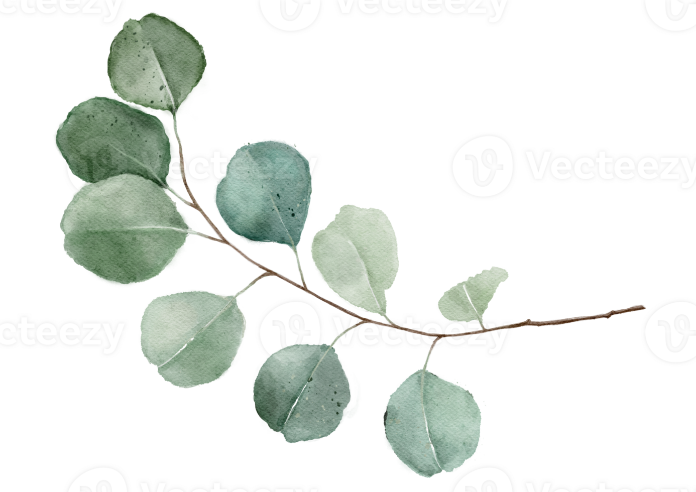 Green eucalyptus leaves 23370554 PNG Green eucalyptus leaves 23370554 PNG