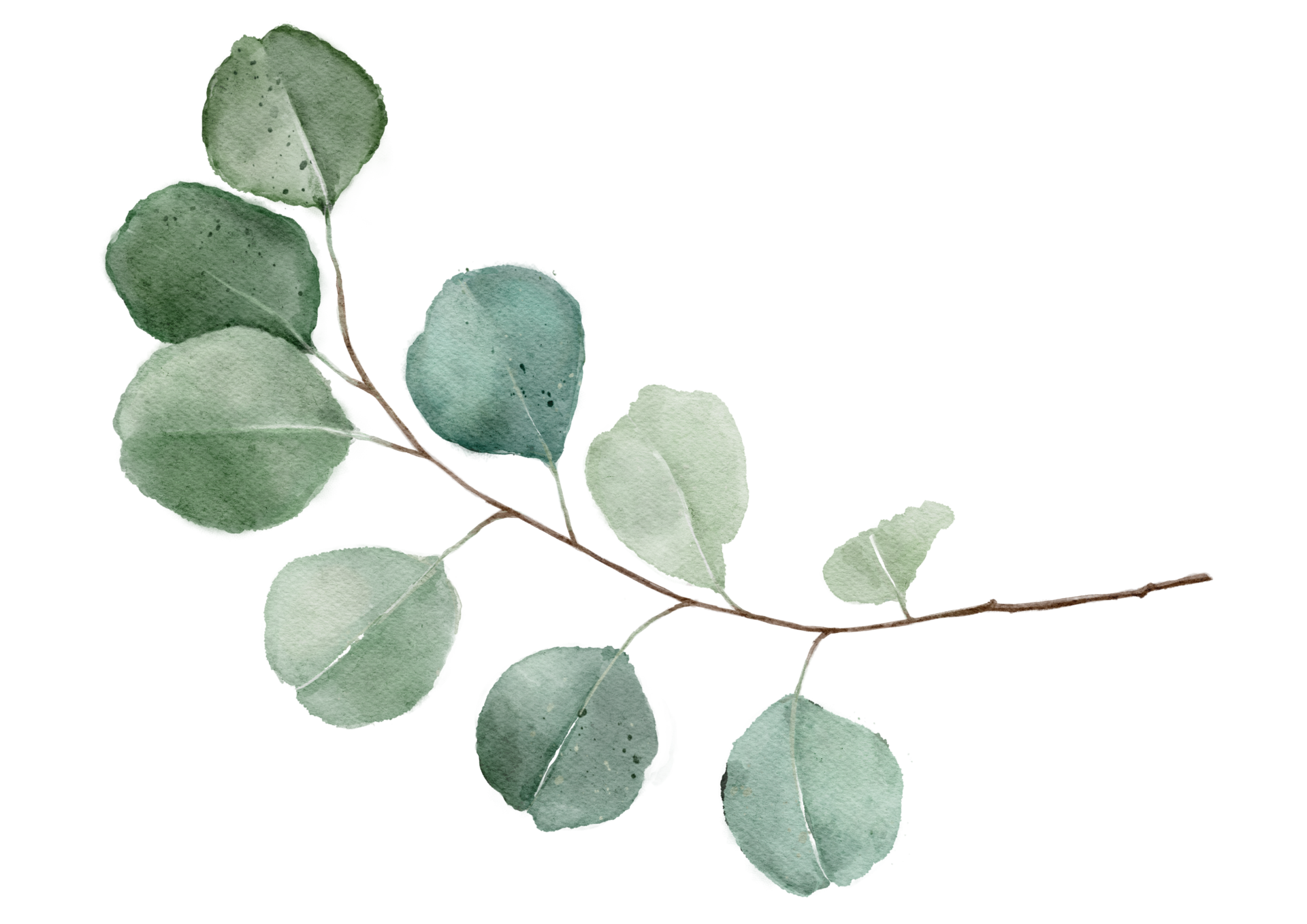 Green eucalyptus leaves 23370554 PNG Green eucalyptus leaves 23370554 PNG